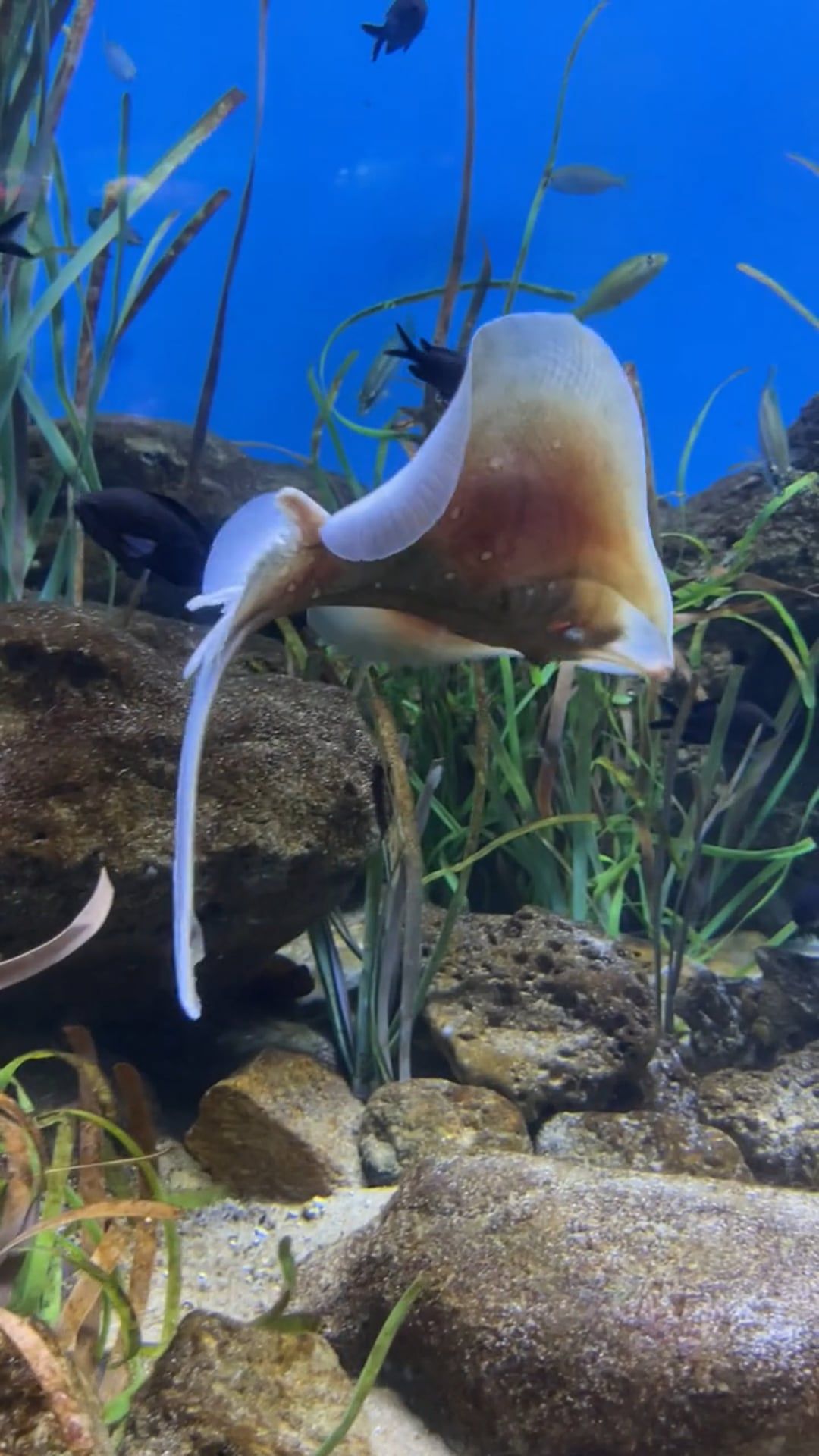 Serene Fish Swimming in Aquarium Free Stock Video Footage, Royalty-Free ...