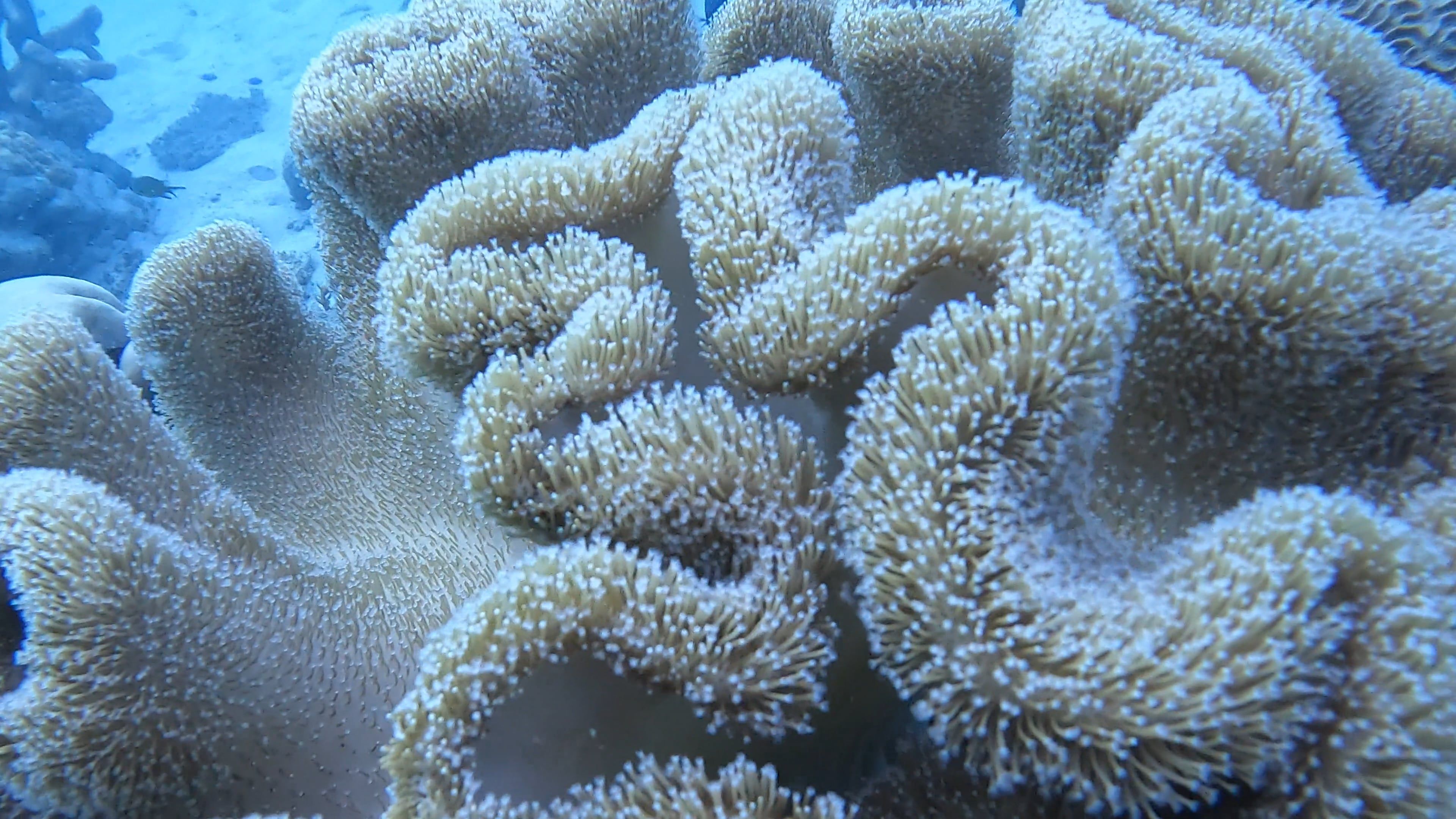 A coral reef with white sponges on it Free Stock Video Footage, Royalty ...