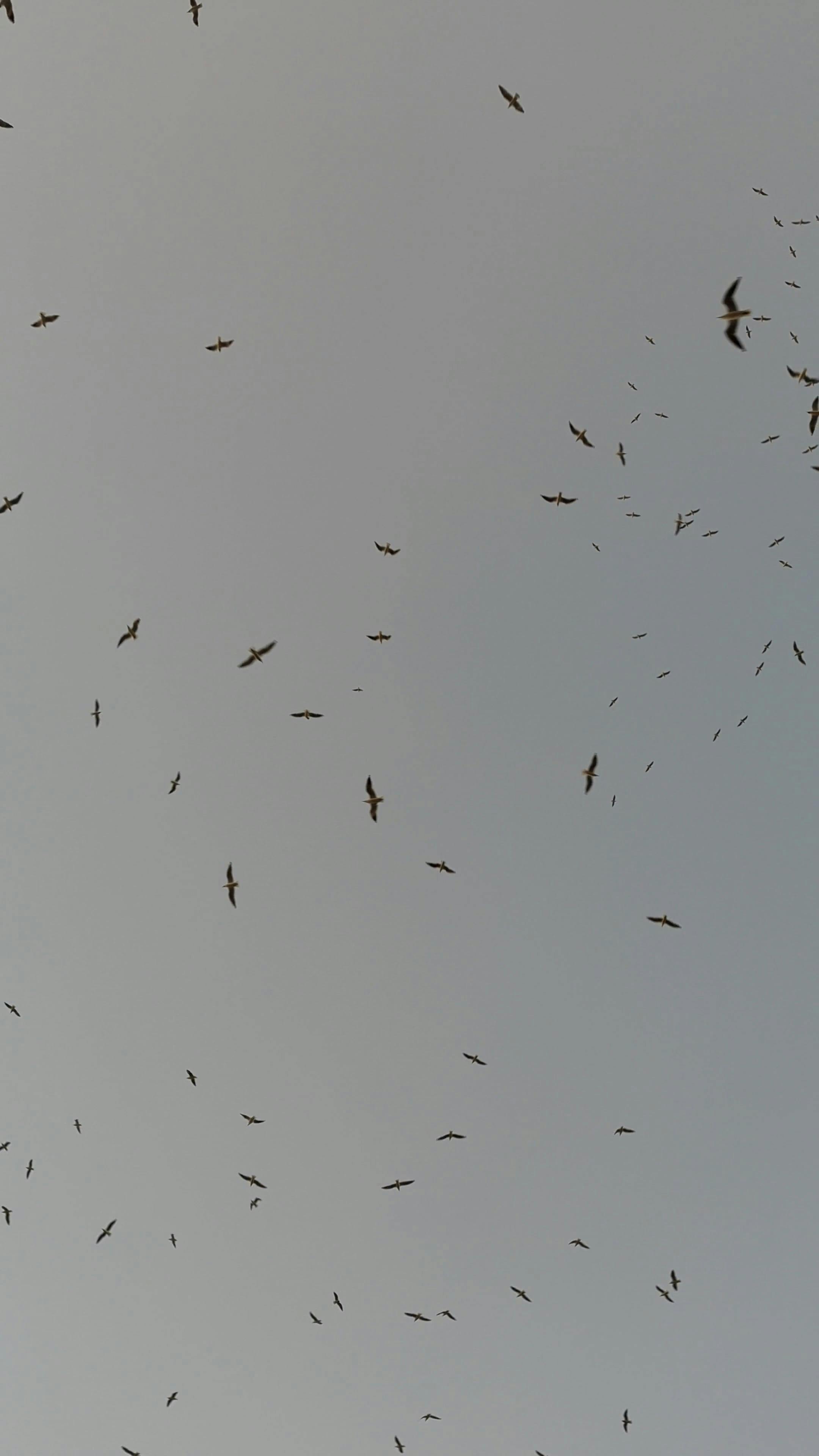 Birds Flying in Slow Motion Free Stock Video Footage, Royalty-Free 4K ...