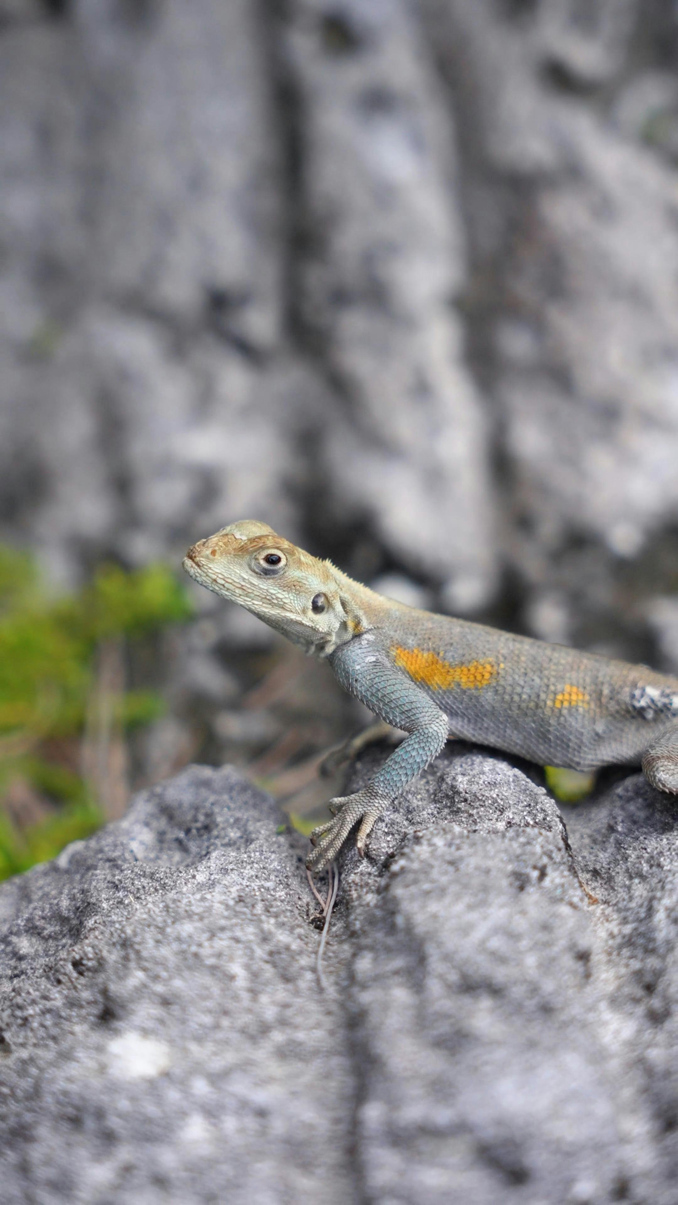 A Lizard on a Rock Free Stock Video Footage, Royalty-Free 4K & HD Video ...