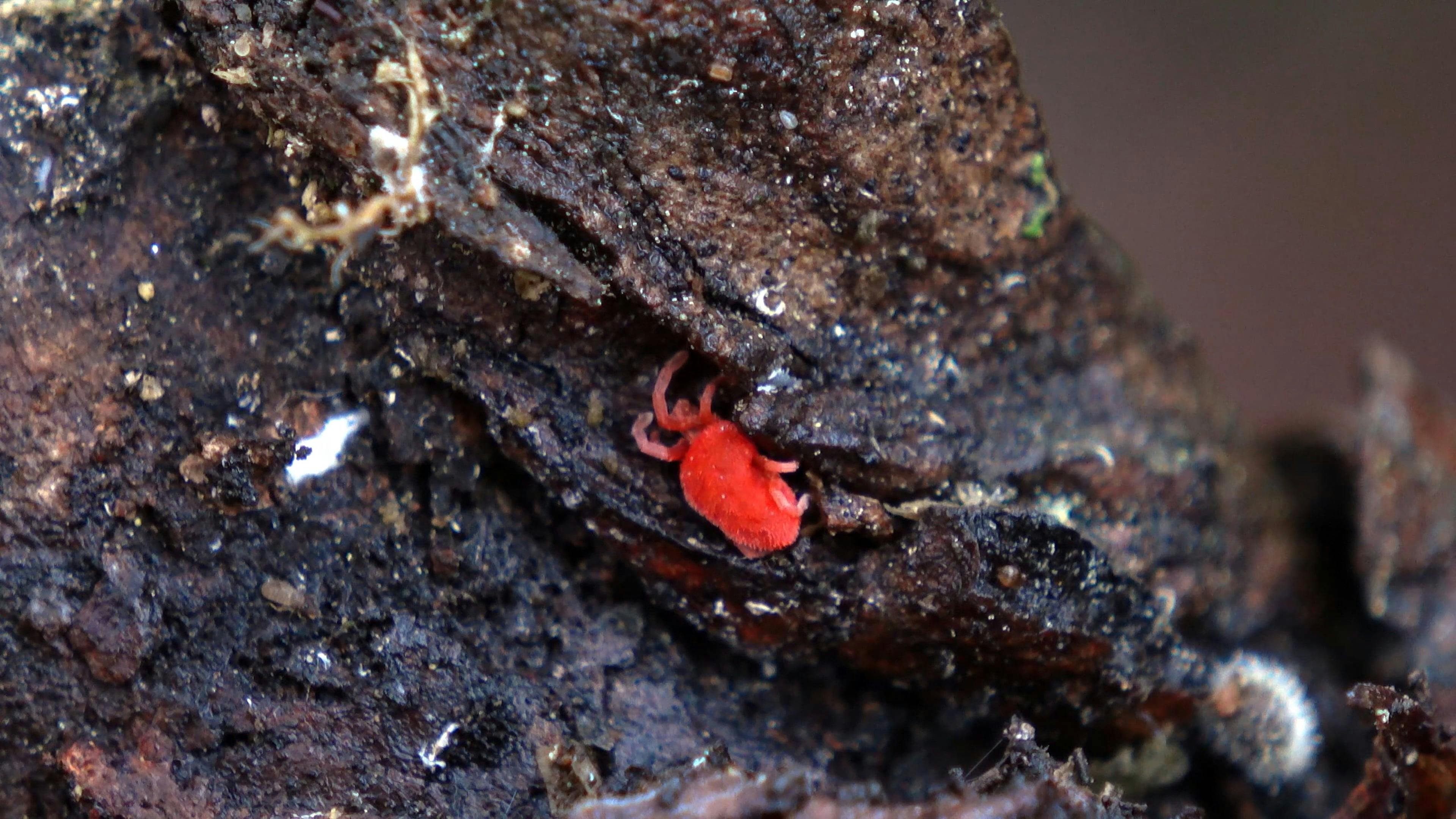 Vídeos de stock gratuitos sobre ácaro rojo, ácaros, al aire libre ...