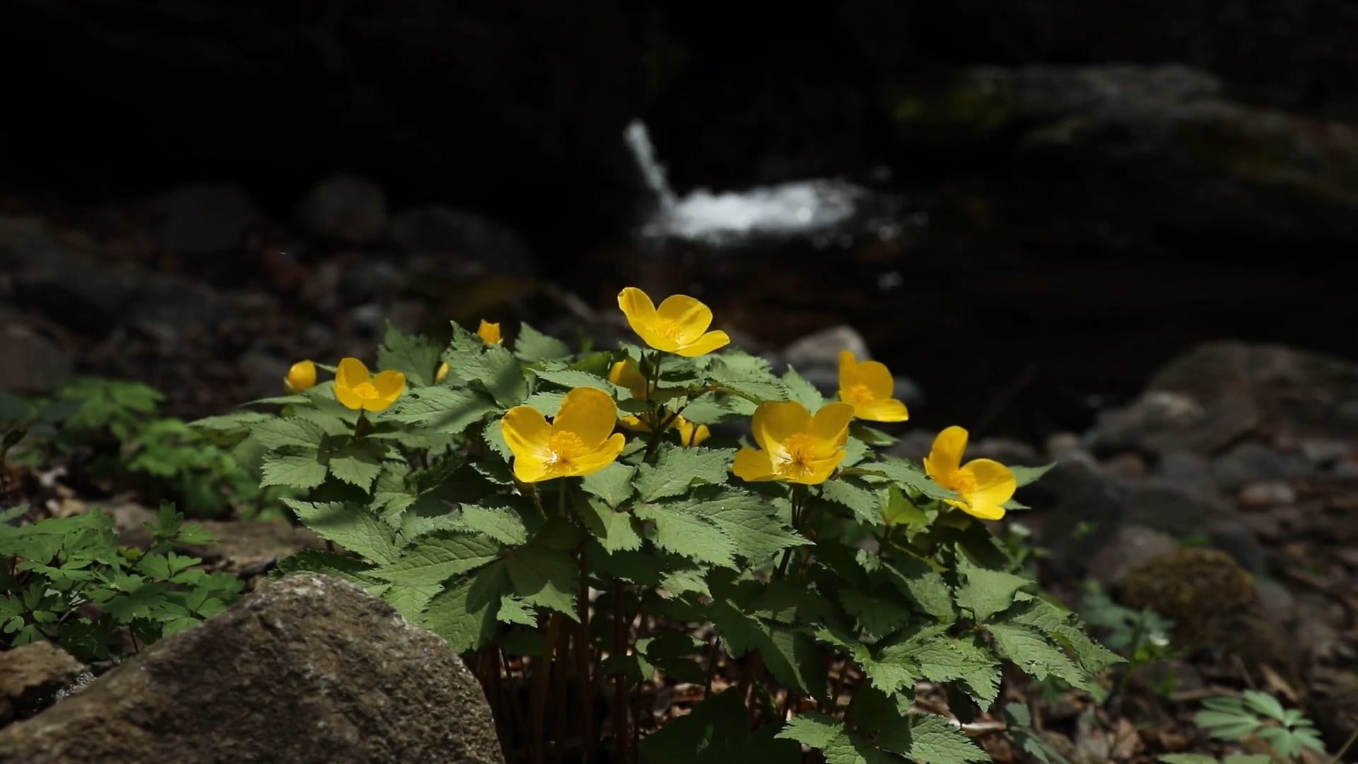 A Blooming Forest Poppy by a Body of Water Free Stock Video Footage ...