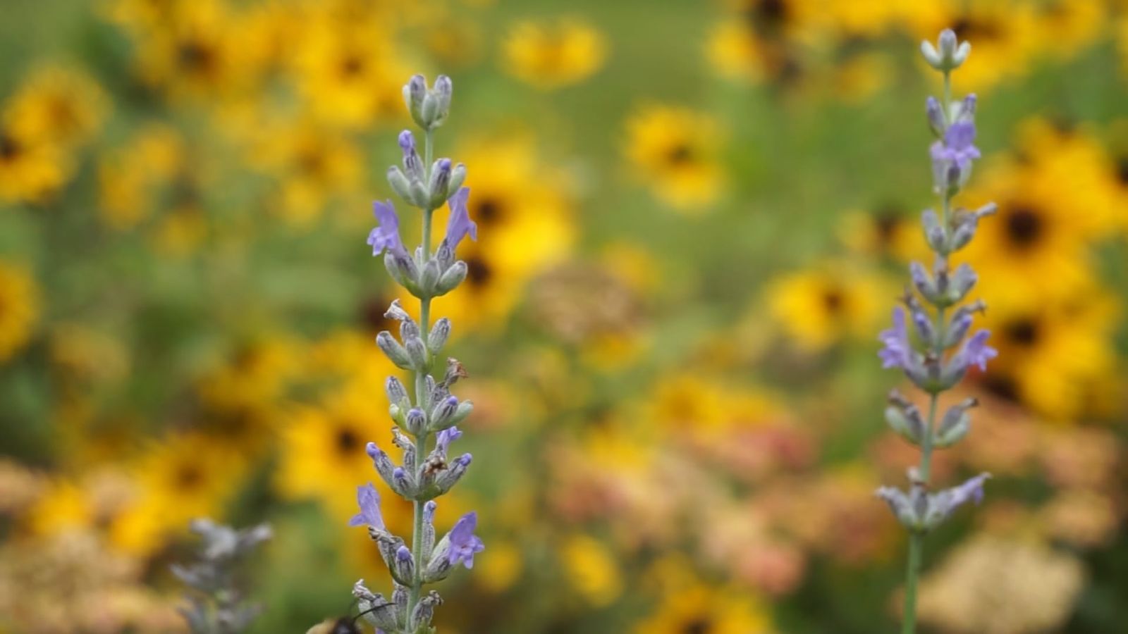 Nature Flowers Videos, Download The BEST Free 4k Stock Video Footage ...