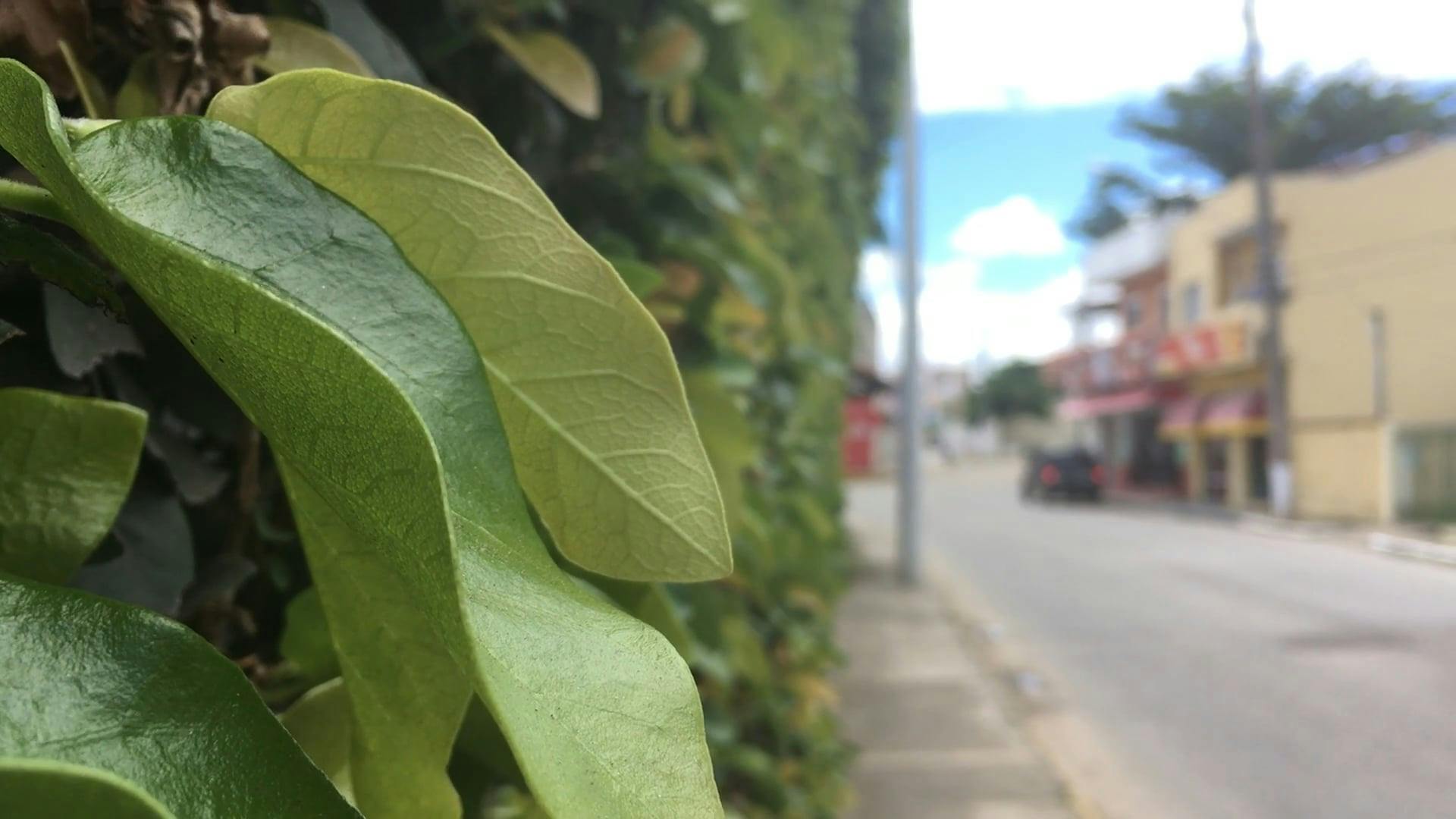 City Vines Videos, Download The BEST Free 4k Stock Video Footage & City ...