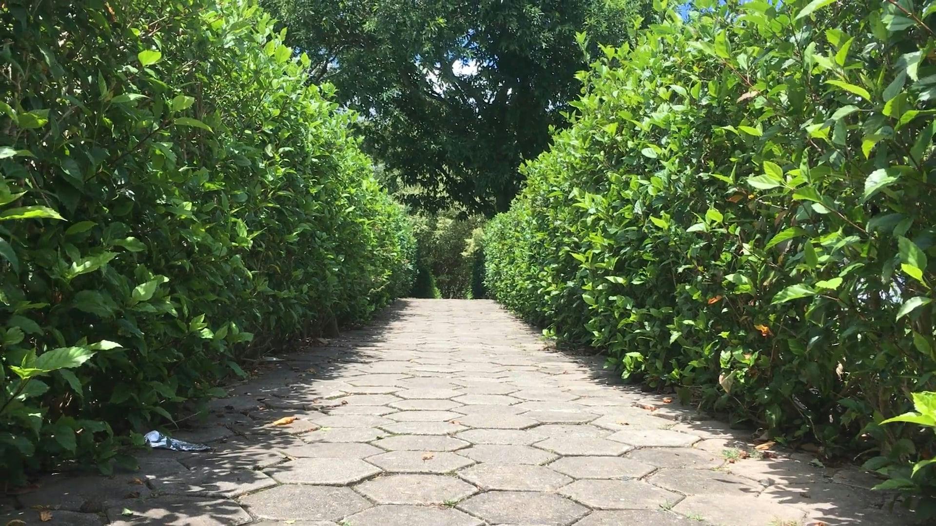 Free Path Videos · Pexels