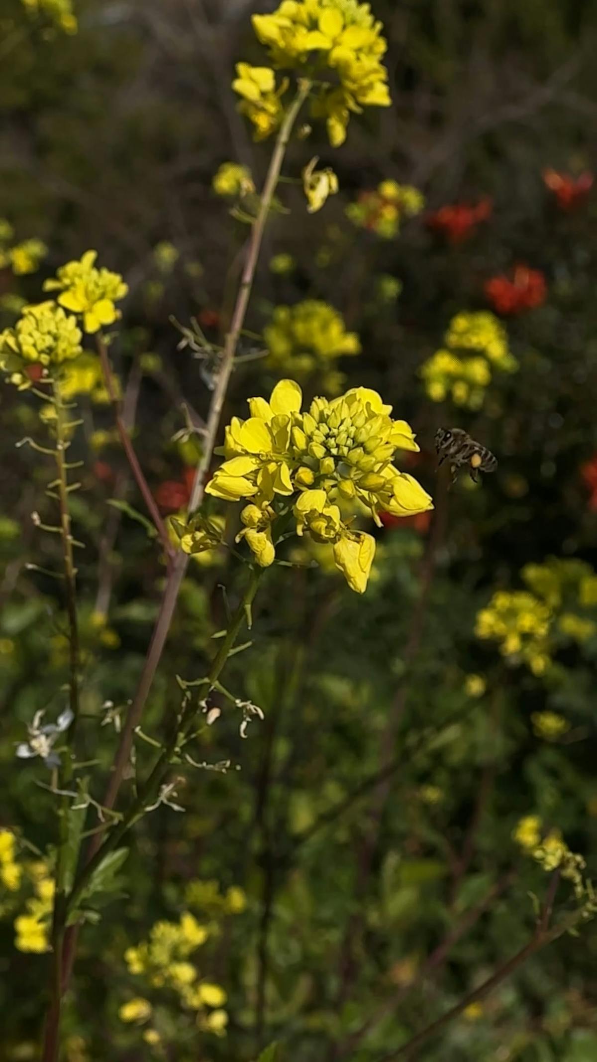 Animated Spring Background Videos, Download The BEST Free 4k Stock ...