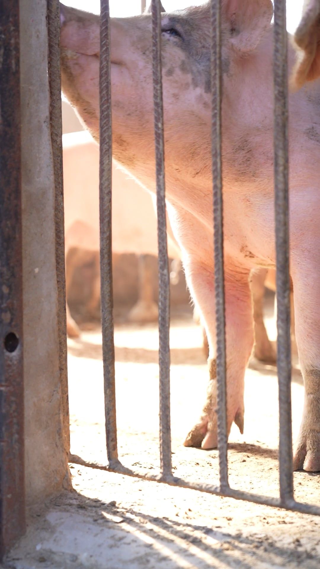 Pig Videos, Download The BEST Free 4k Stock Video Footage & Pig HD ...
