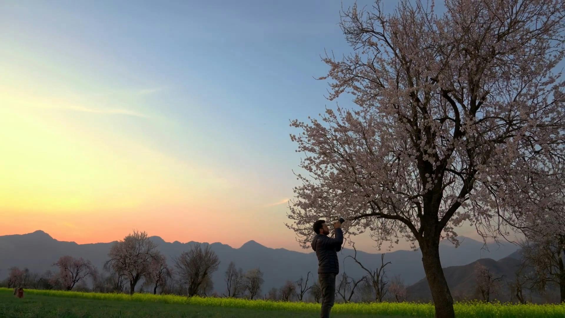 Free Daisy Desktop Wallpaper Videos, Download The BEST Free 4k Stock ...