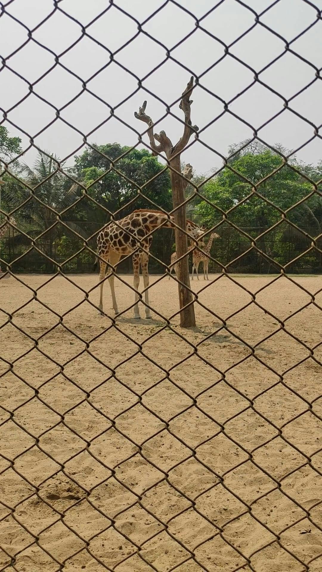A giraffe is standing in the dirt behind a chain link fence Free Stock ...