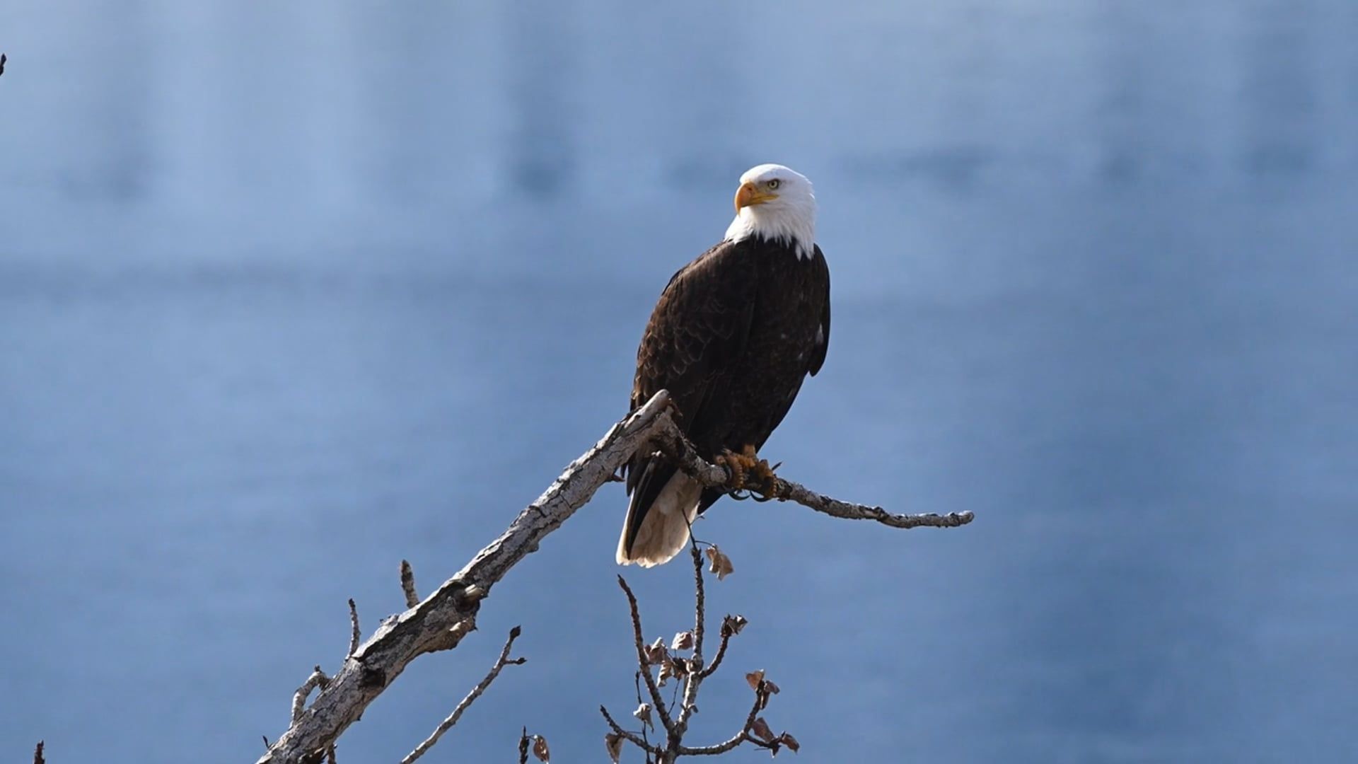 American Eagle Videos, Download The BEST Free 4k Stock Video Footage ...