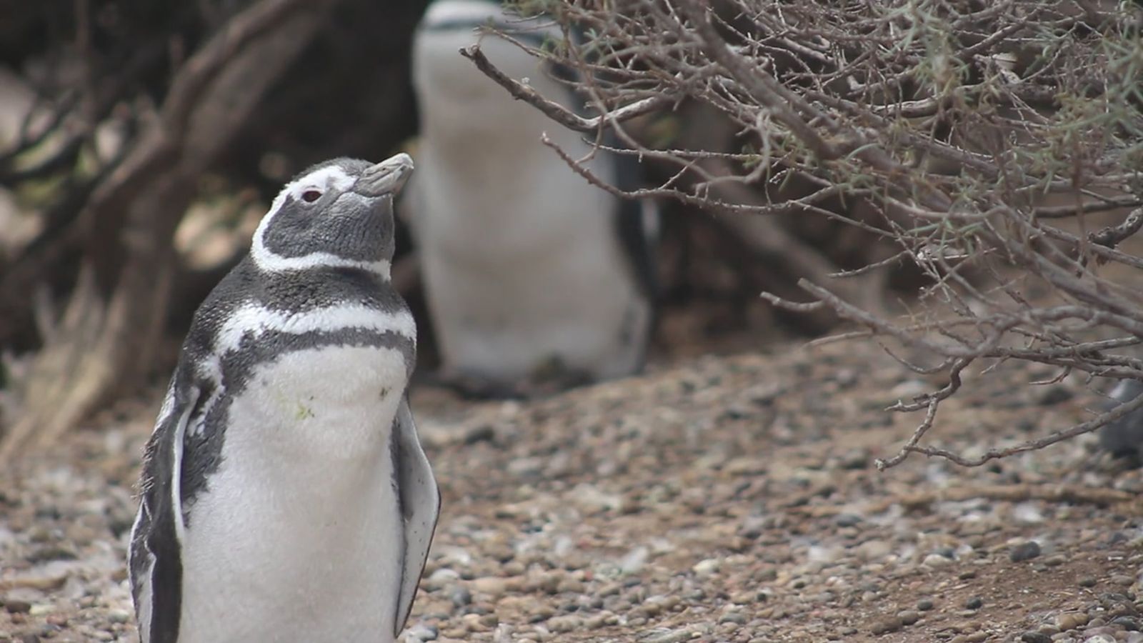 Cute Penguins Videos, Download The BEST Free 4k Stock Video Footage ...