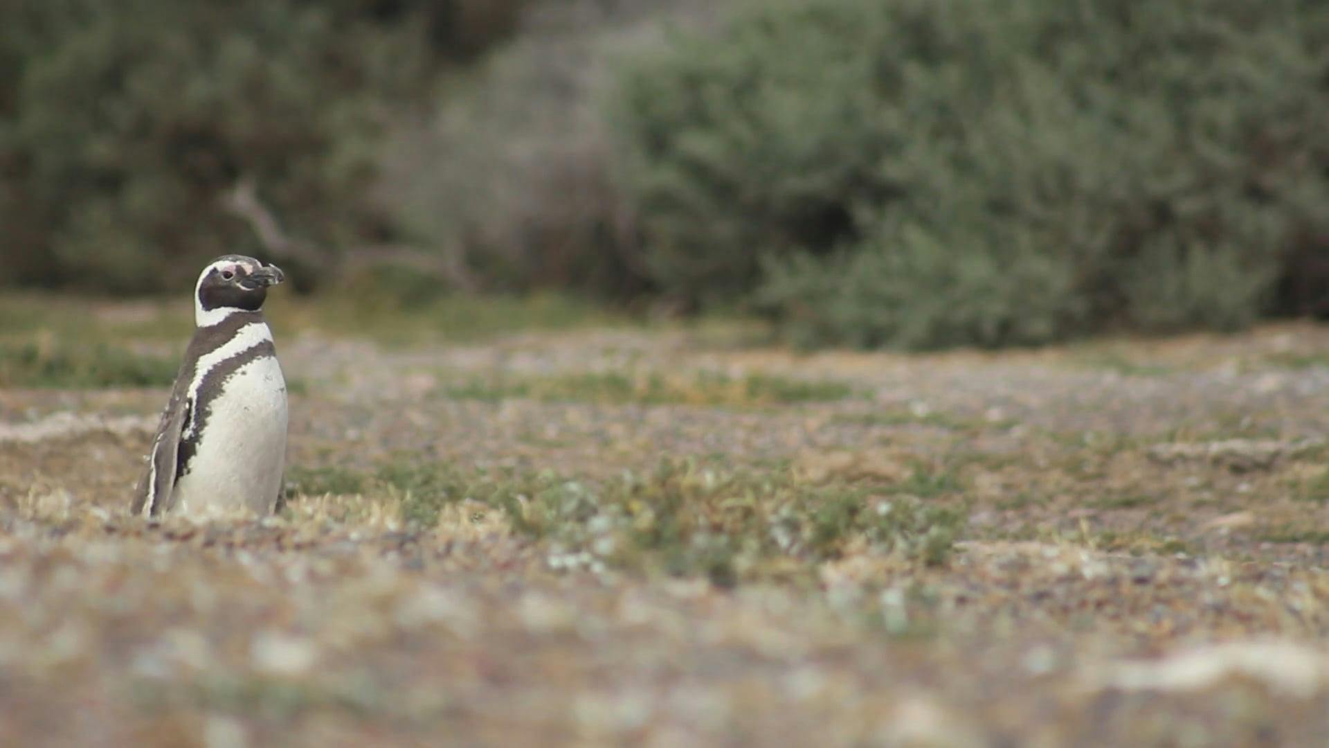 Vídeos de stock gratuitos sobre aislado, al aire libre, américa del sur ...