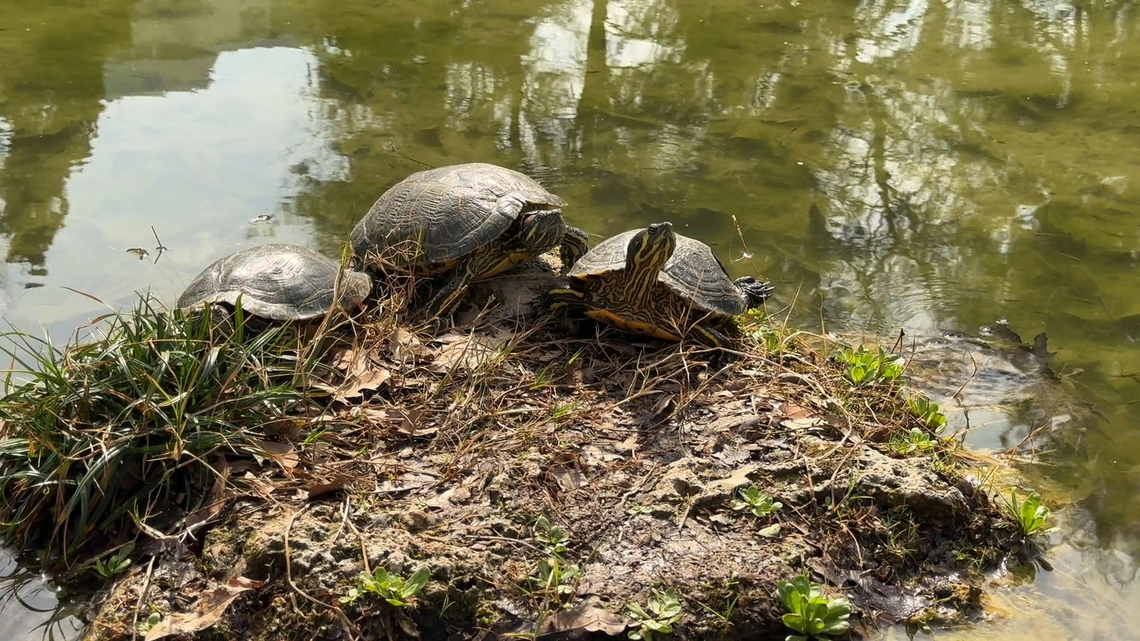 A Group Of Freshwater Turtles Resting On A Pile Of Concretes Free Stock ...