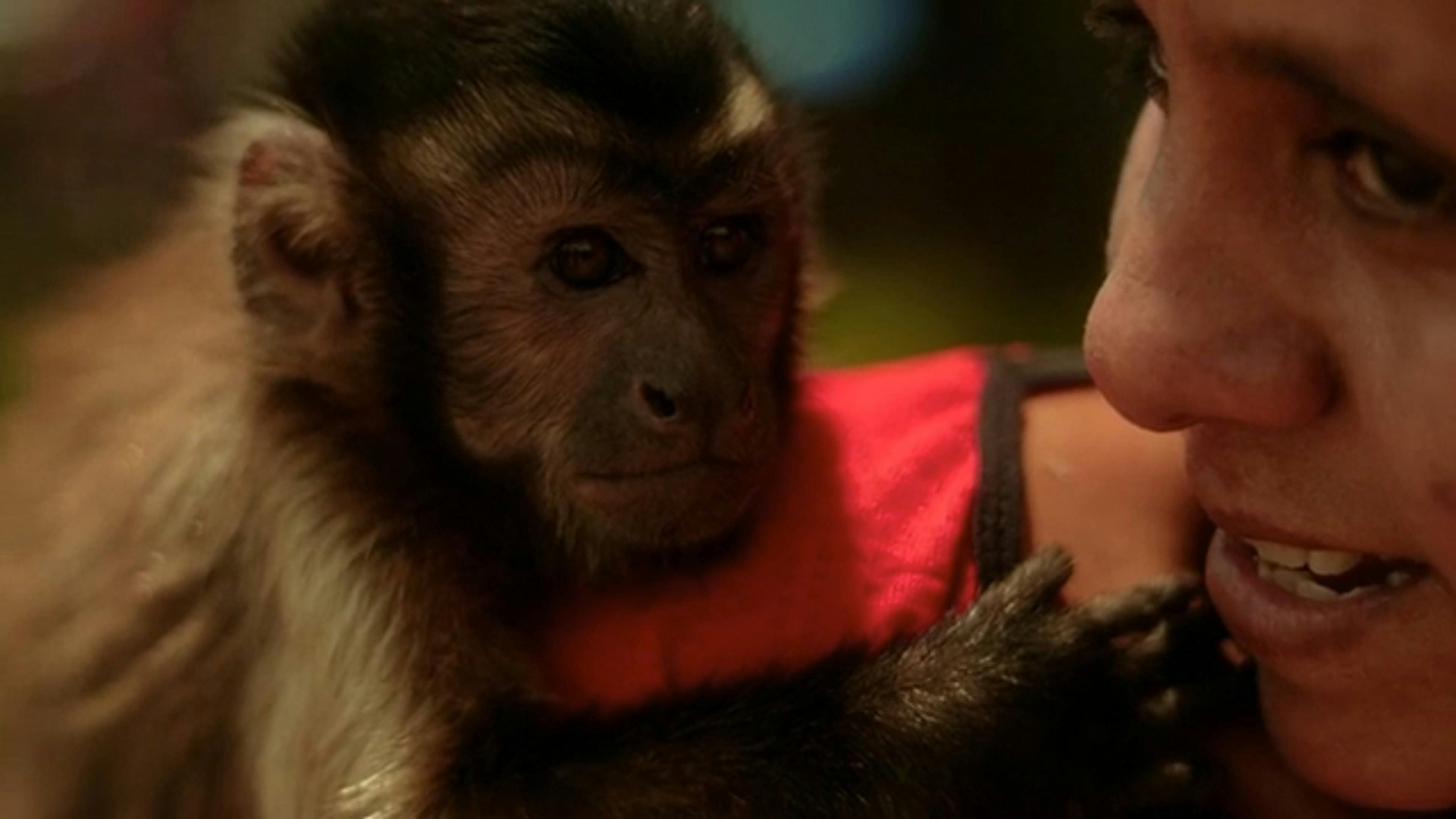 Monkey Student Videos, Download The BEST Free 4k Stock Video Footage ...