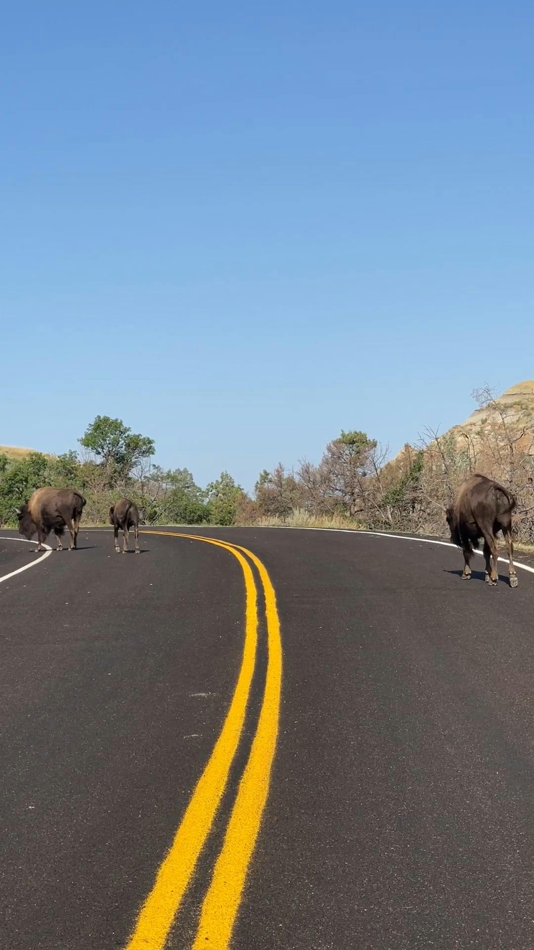 Bison crossing the road Free Stock Video Footage, Royalty-Free 4K & HD ...