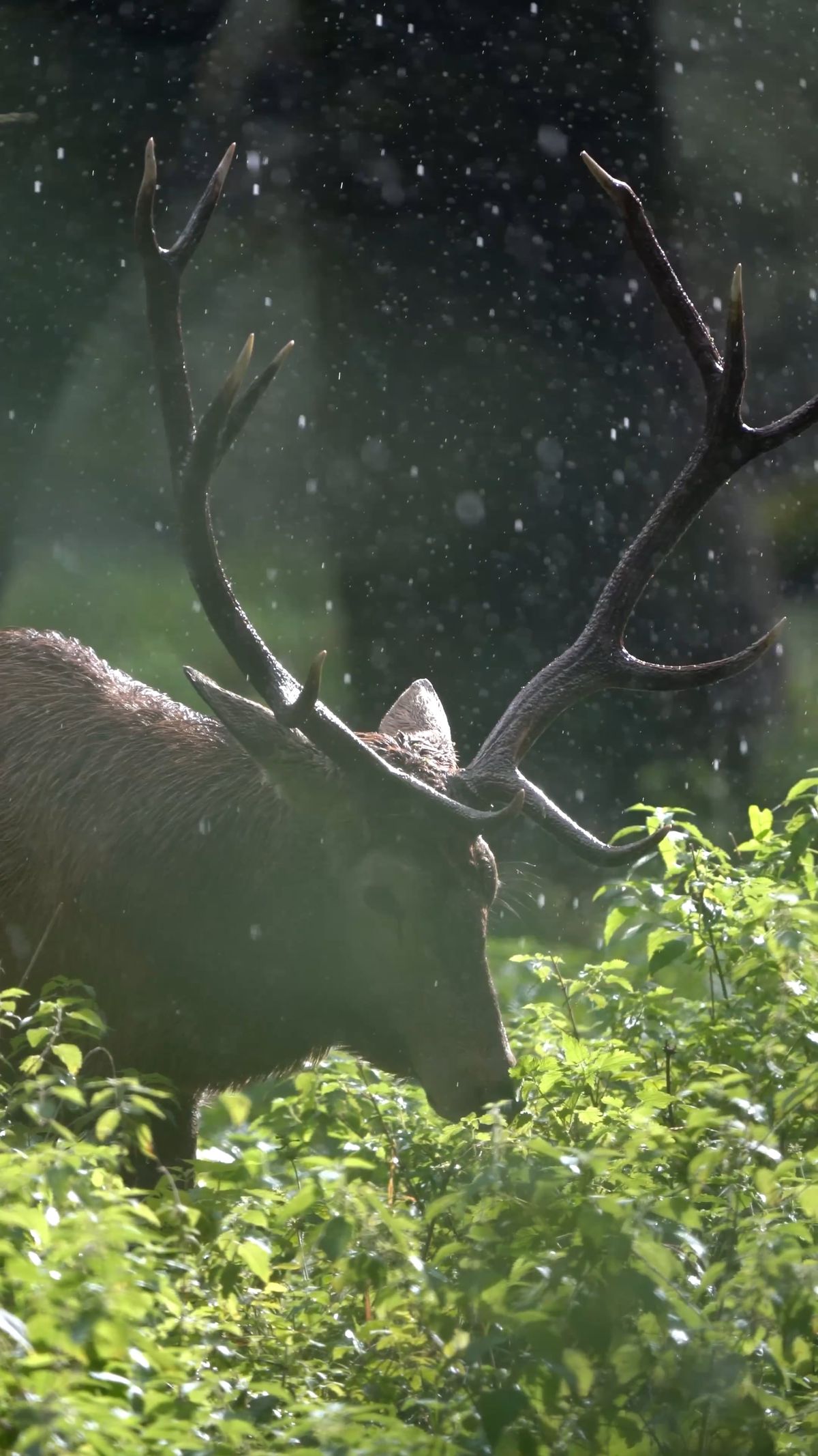 Nature Animated Videos, Download The BEST Free 4k Stock Video Footage ...