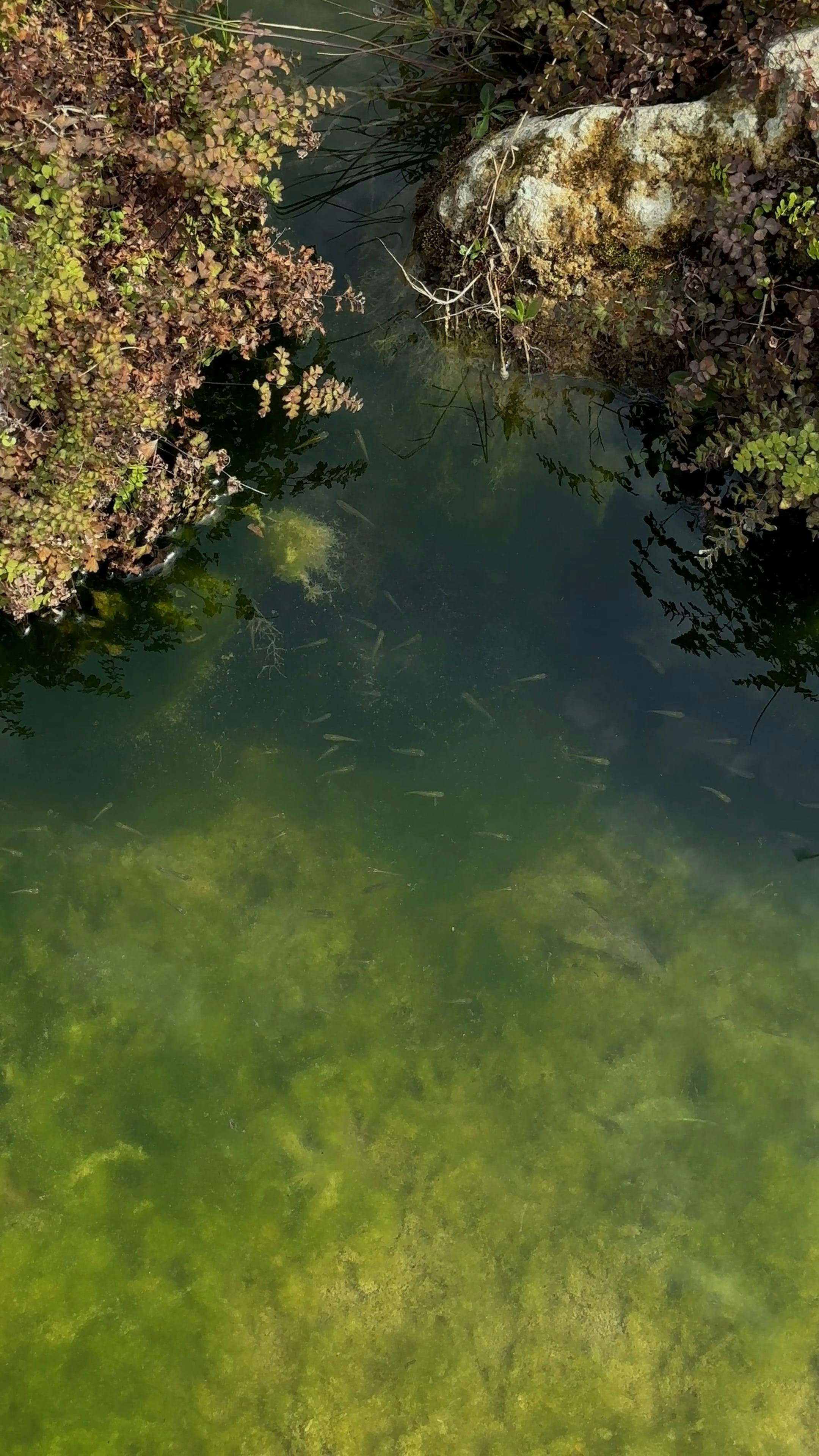 pond and fishes in nature Free Stock Video Footage, Royalty-Free 4K ...