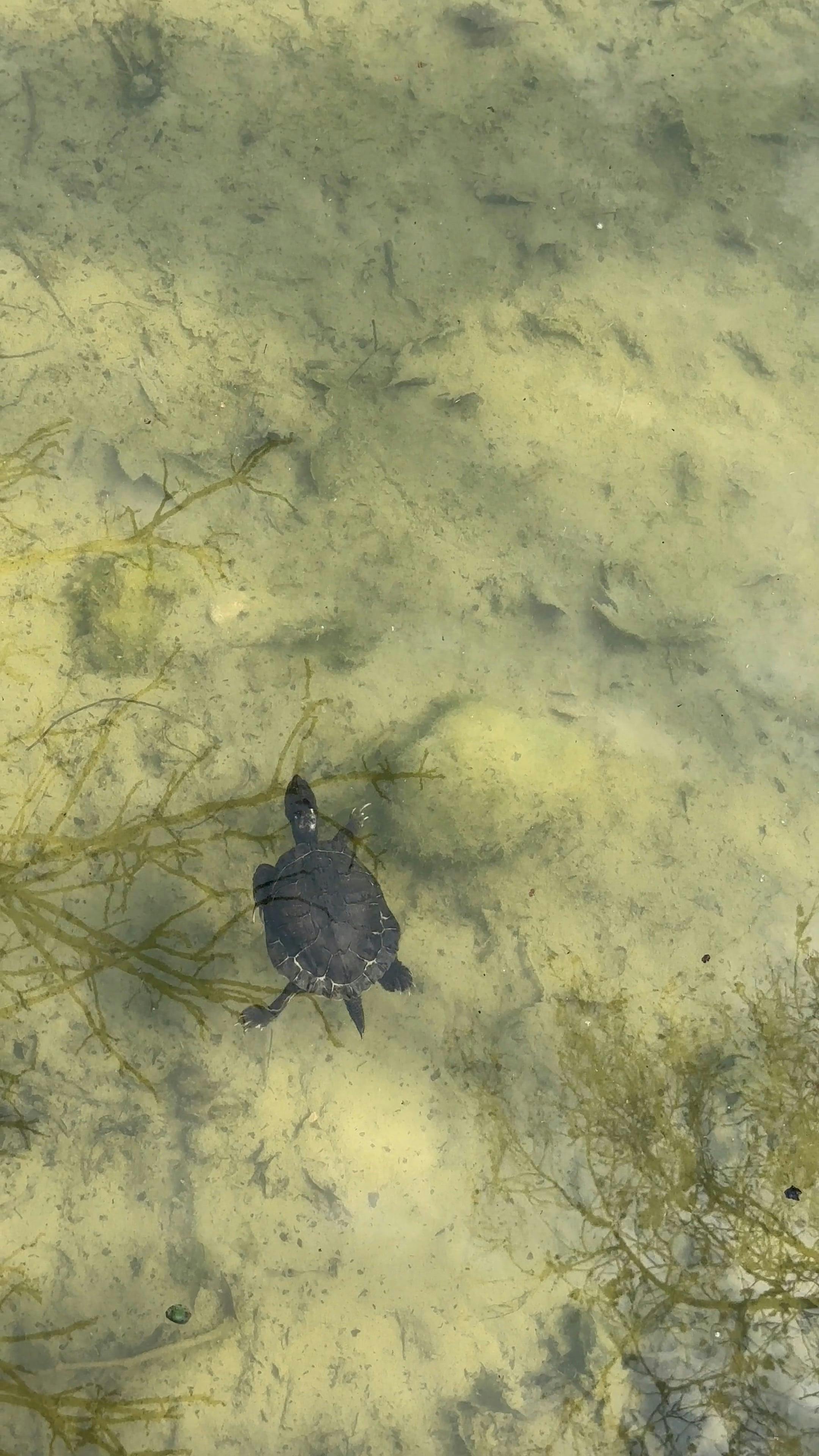 Turtle Float Swimming Videos, Download The BEST Free 4k Stock Video ...