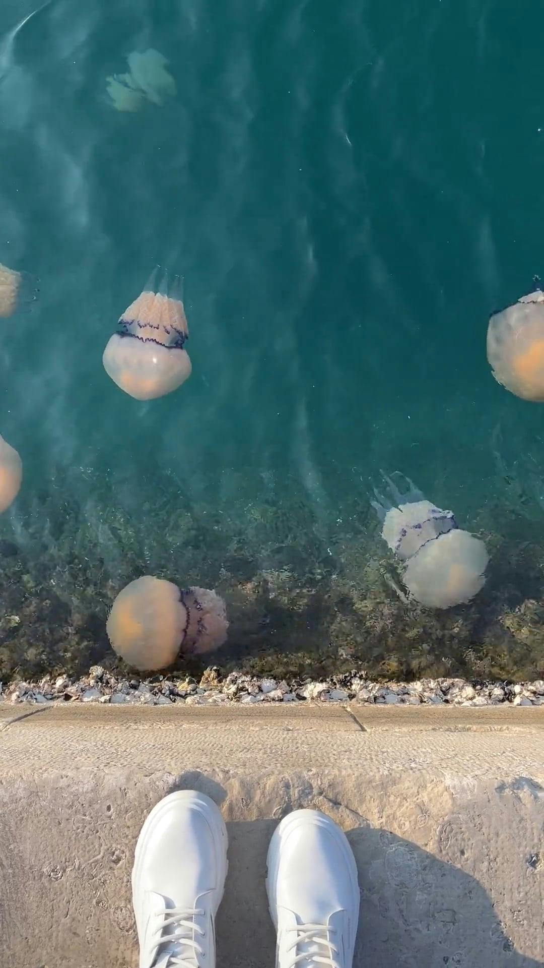 Top View of Jellyfish Swimming by a Retaining Wall Free Stock Video ...