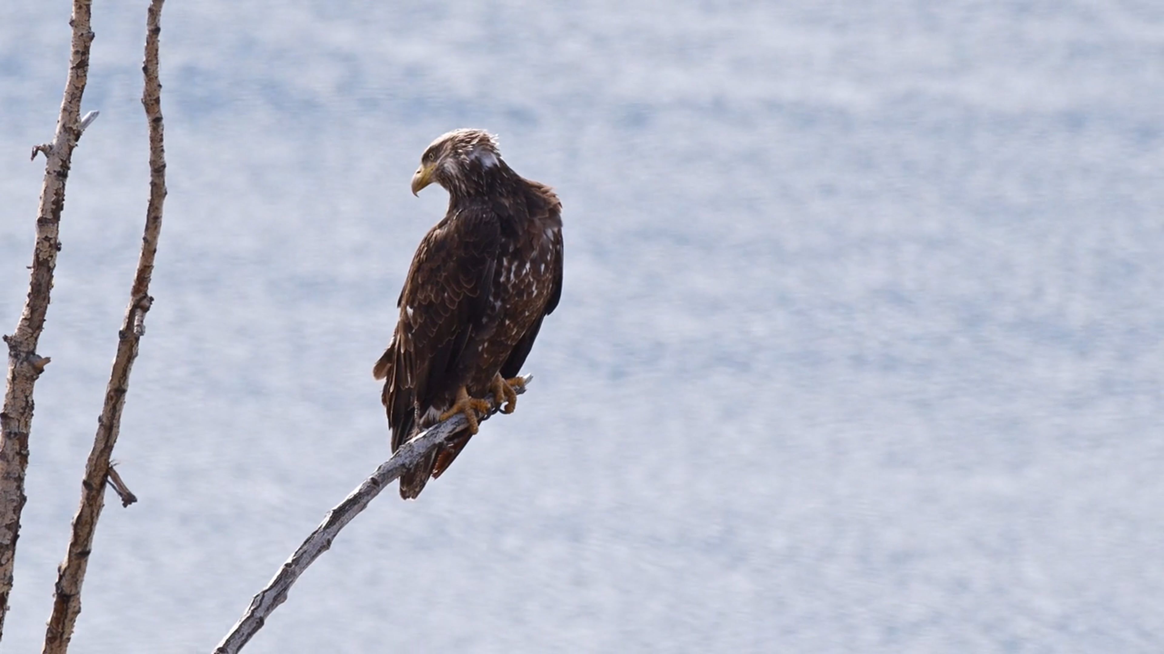 Raptor Sitting Videos, Download The BEST Free 4k Stock Video Footage ...