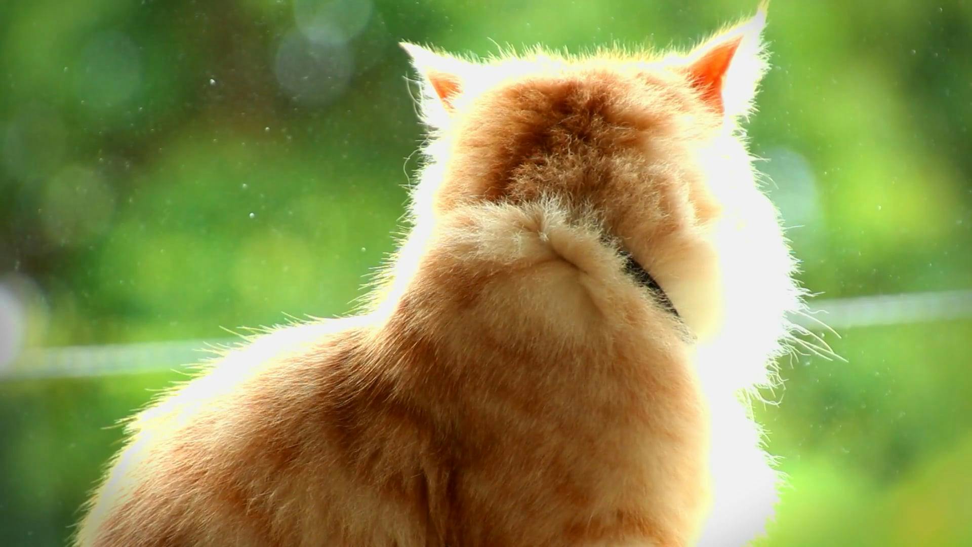 Close Up Video of a Cat Free Stock Video Footage, Royalty-Free 4K & HD ...