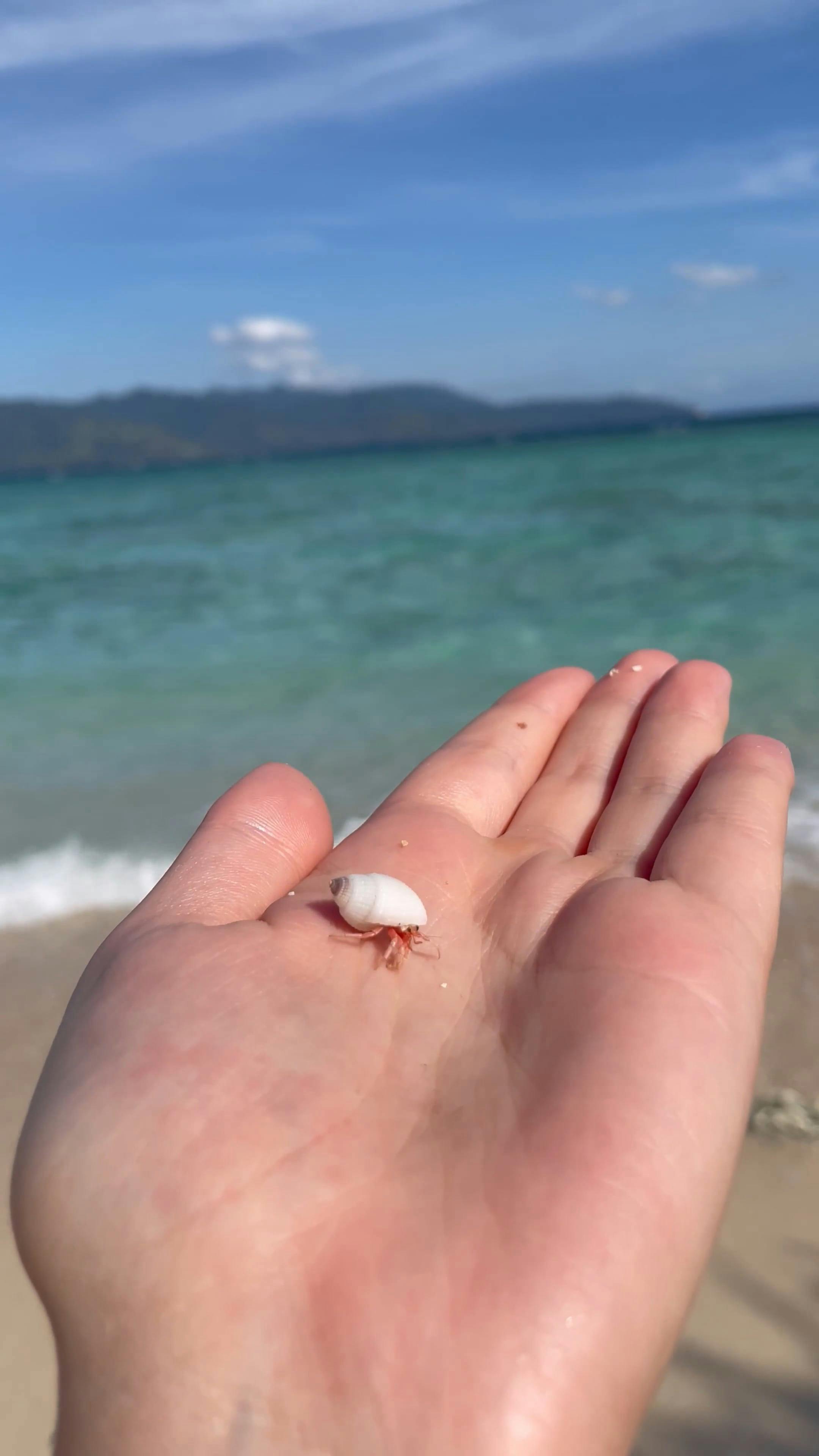 Walking Hermit Crab on a Beach Sand Free Stock Video Footage, Royalty ...