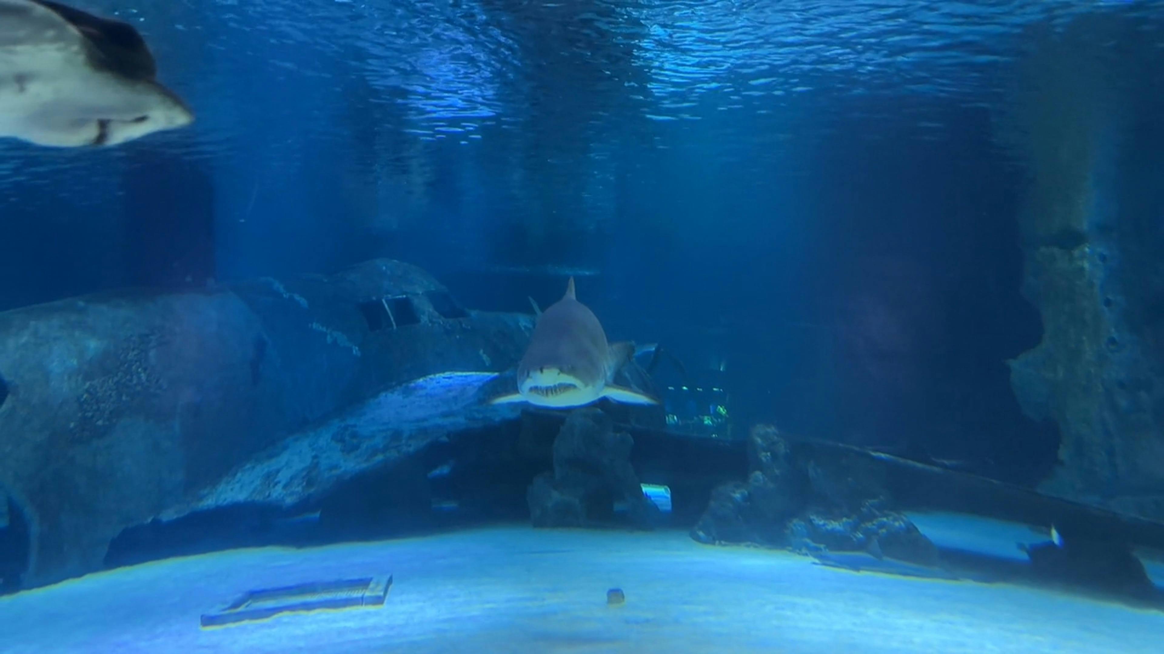 Background Monster Videos, Download The BEST Free 4k Stock Video ...