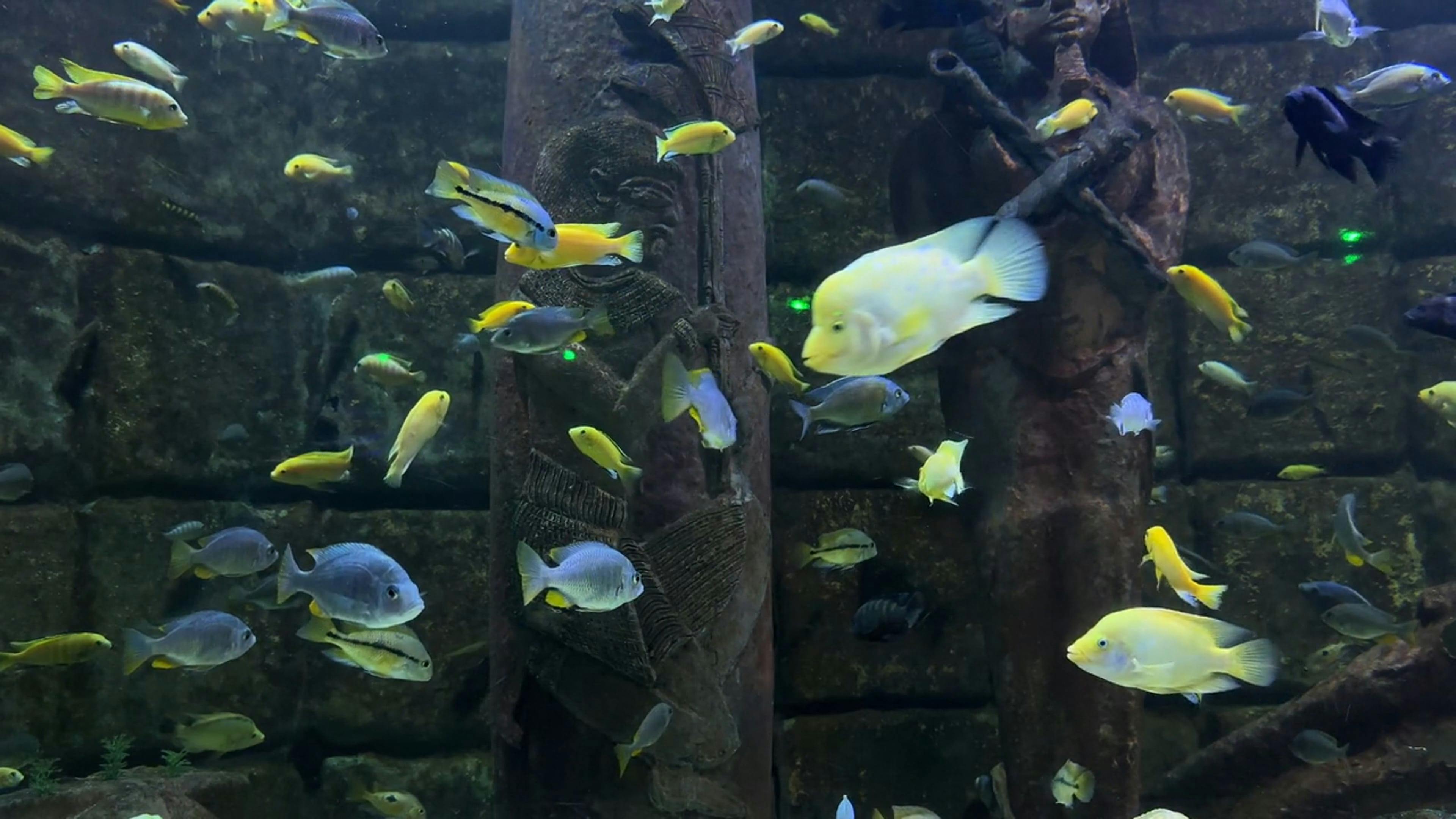 Midas Cichlid Videos, Download The BEST Free 4k Stock Video Footage ...
