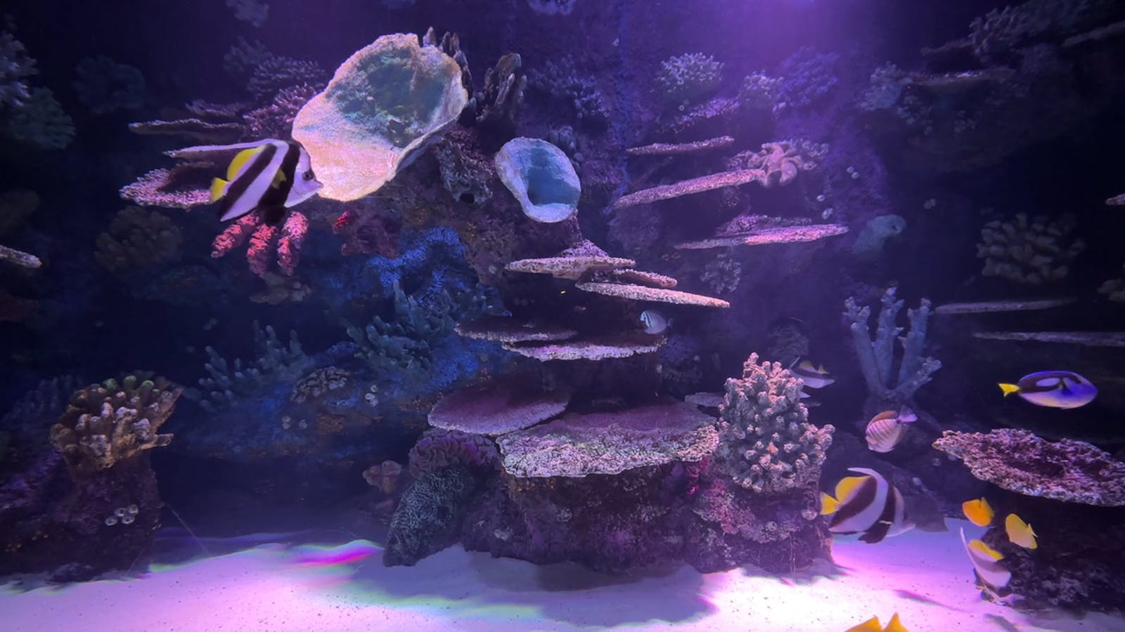 Aquarium 4k Videos, Download The BEST Free 4k Stock Video Footage ...