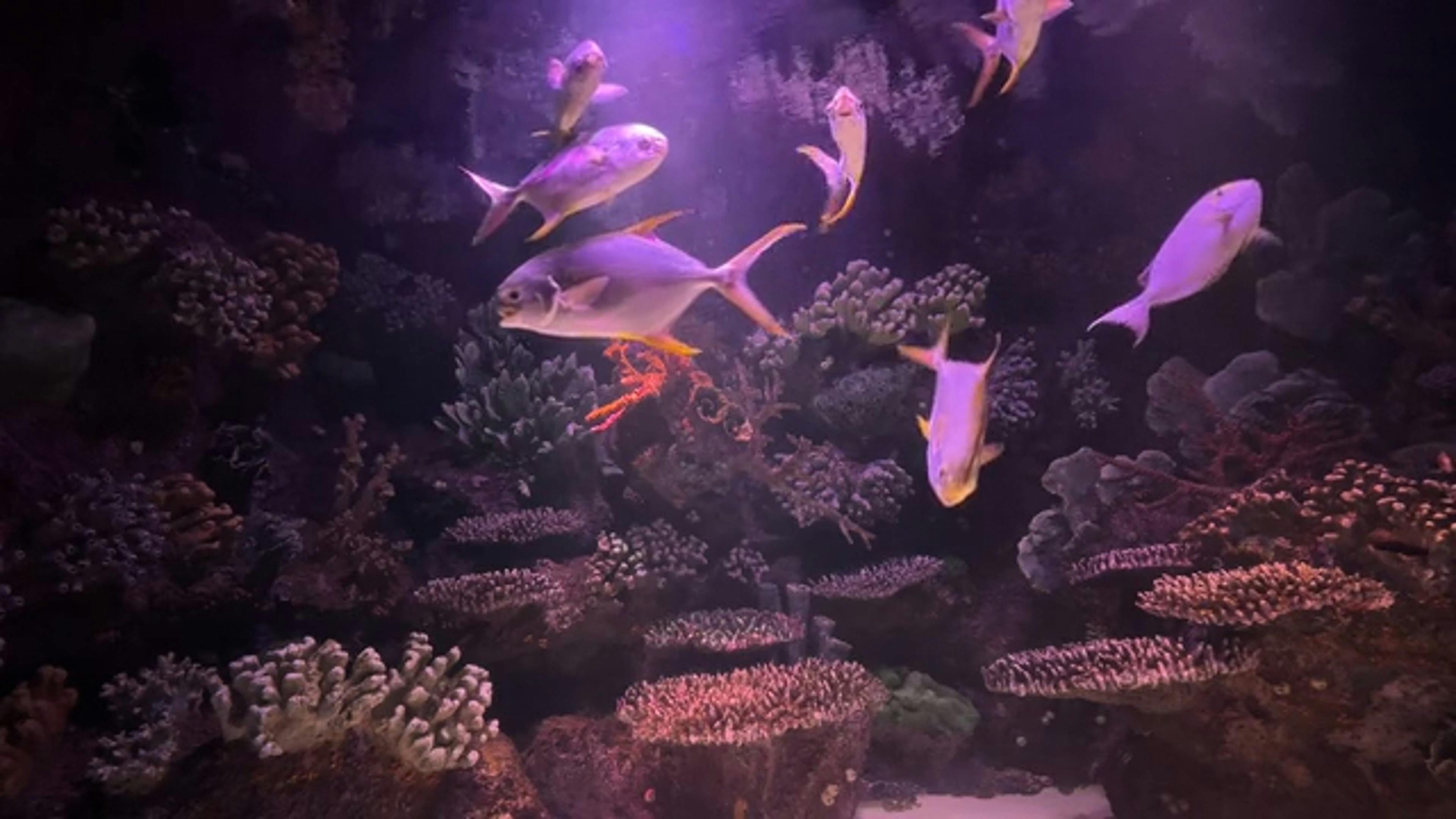 Aquarium 4k Videos, Download The BEST Free 4k Stock Video Footage ...