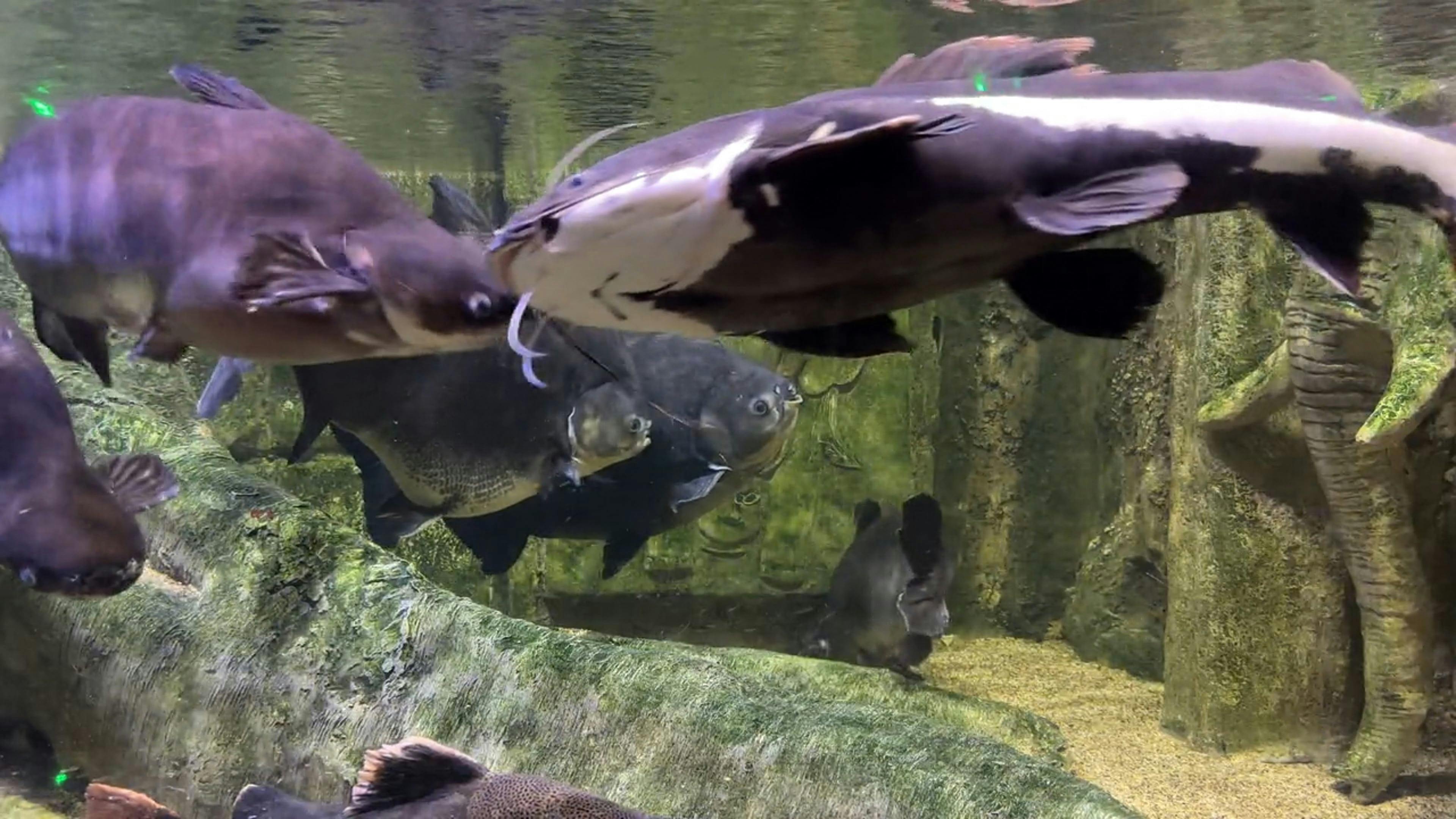 A Shoal of Freshwater Fish Swimming in an Aquarium Free Stock Video ...