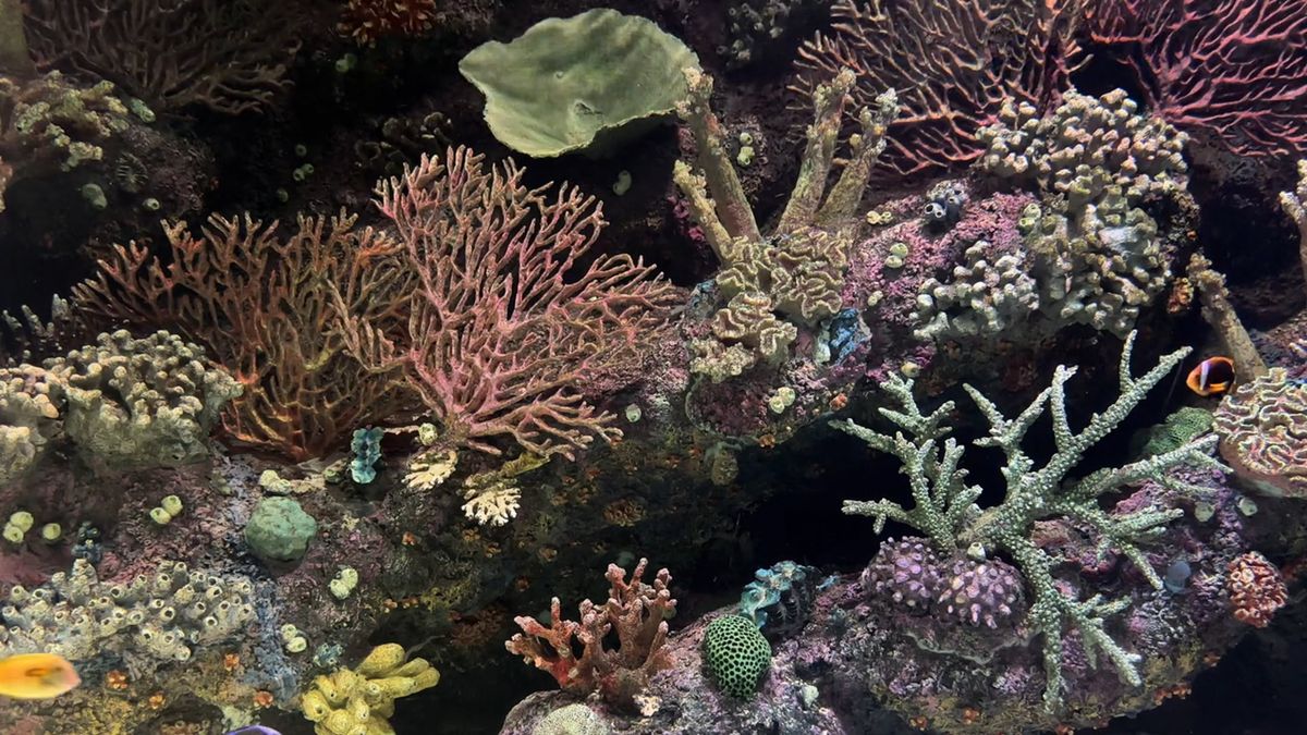 Fighter Fish Wallpaper Videos, Download The BEST Free 4k Stock Video ...