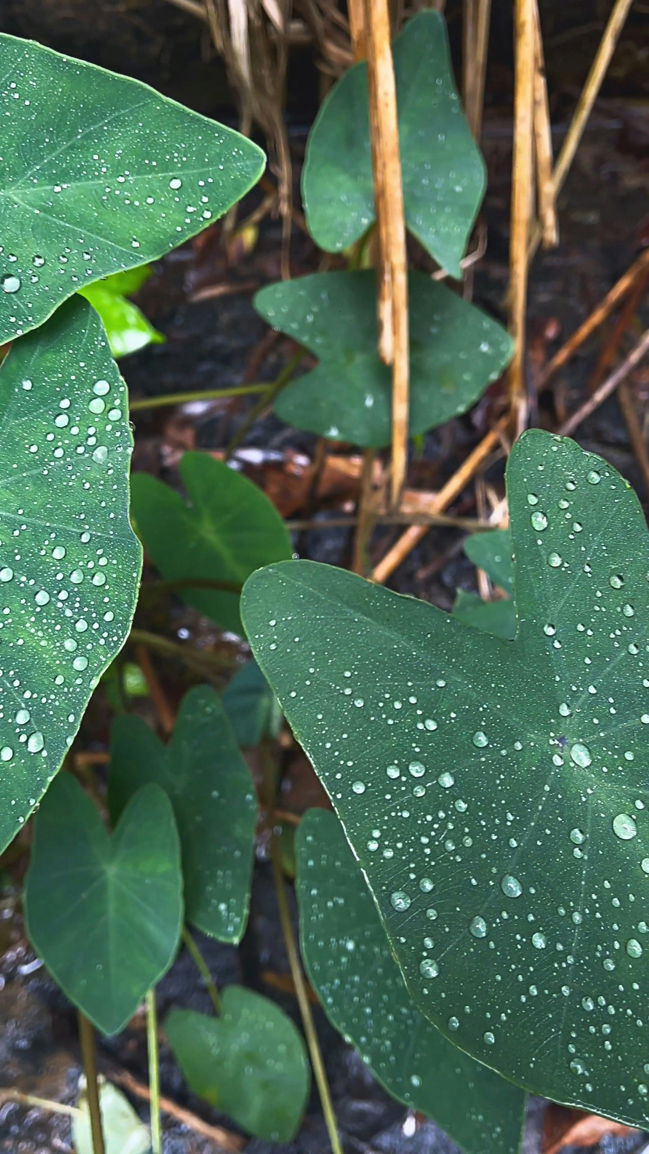 Raindrops On Leafs Videos, Download The BEST Free 4k Stock Video ...