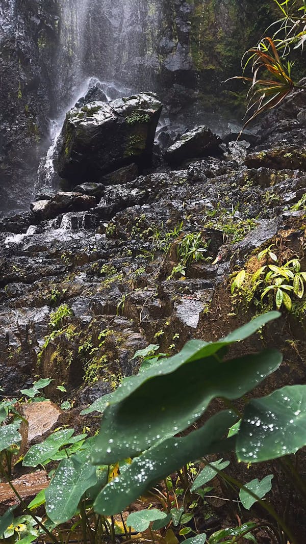 Amazon Forest Videos, Download The BEST Free 4k Stock Video Footage ...