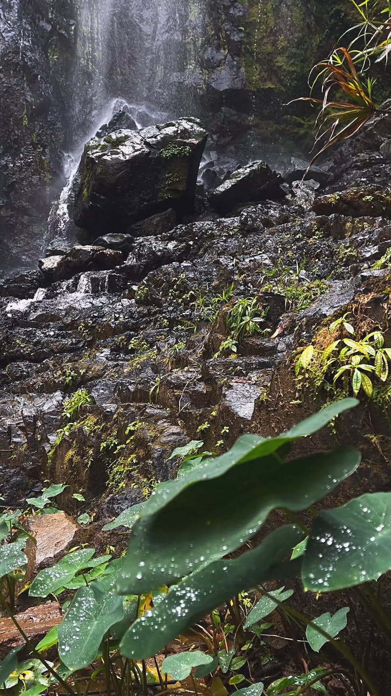 Amazon Rainforest Videos, Download The BEST Free 4k Stock Video Footage ...