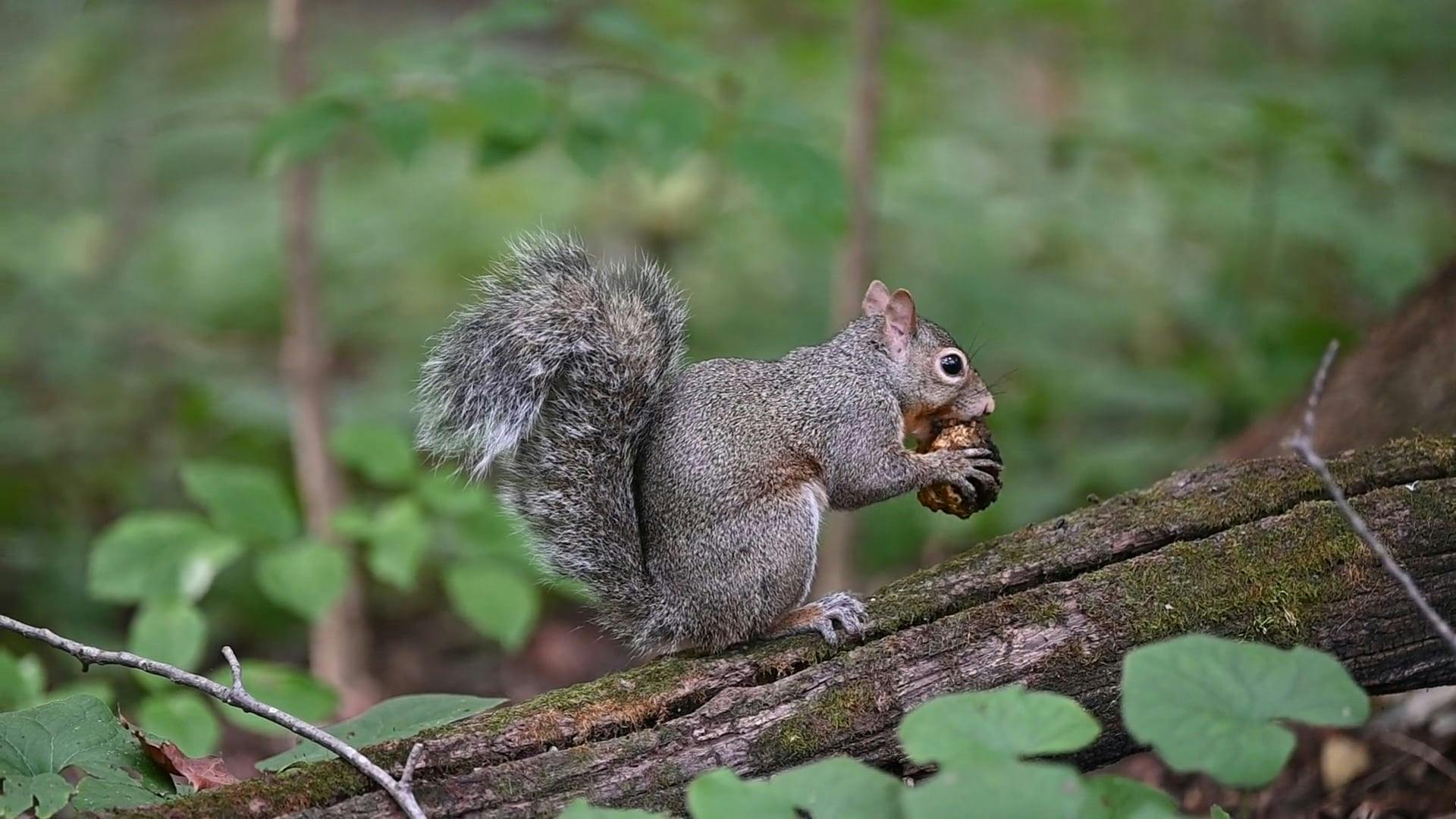 A Grey Squirrel Peeling a Black Walnut on a Tree Branch Free Stock ...