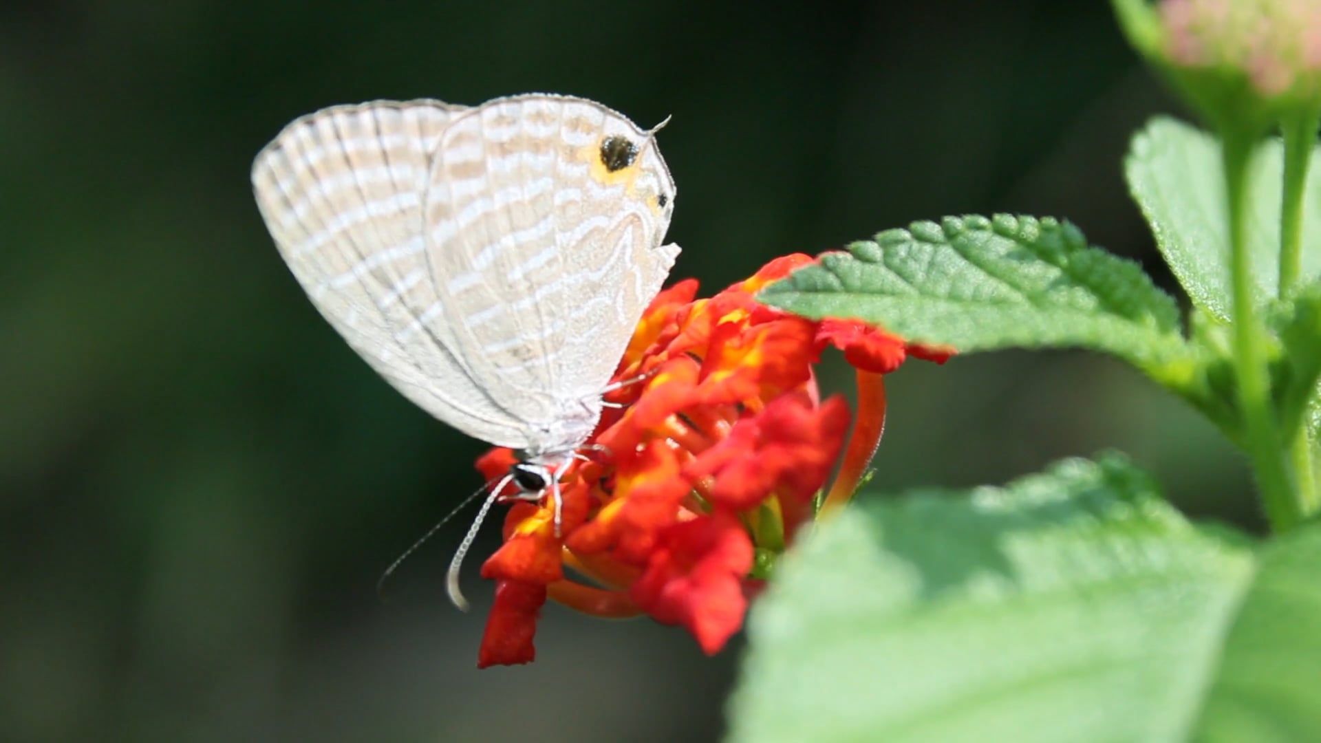 Beautiful White Butterfly On A Flower · Free Stock Video