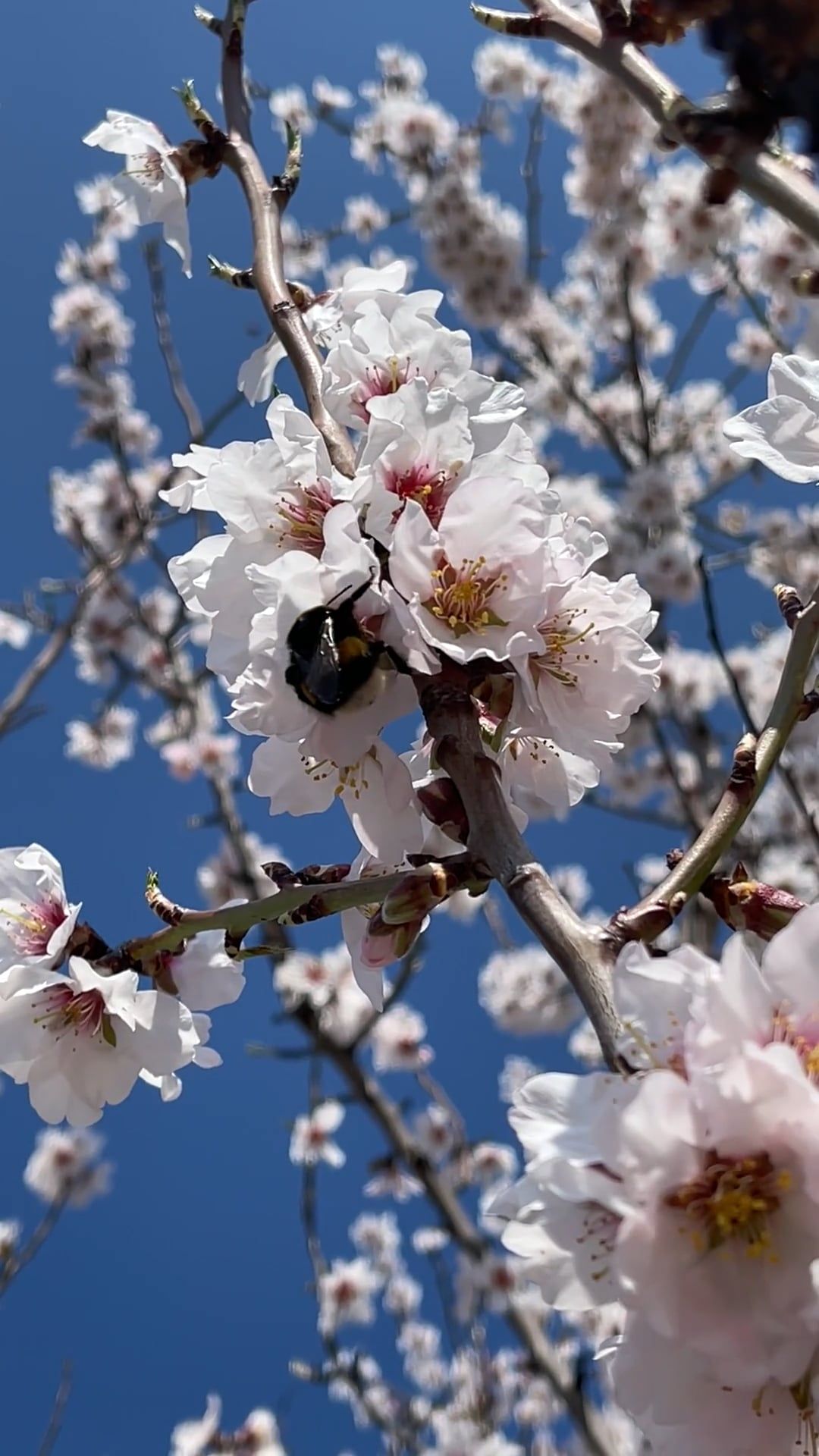 A bee is sitting on the branches of an almond tree Free Stock Video ...