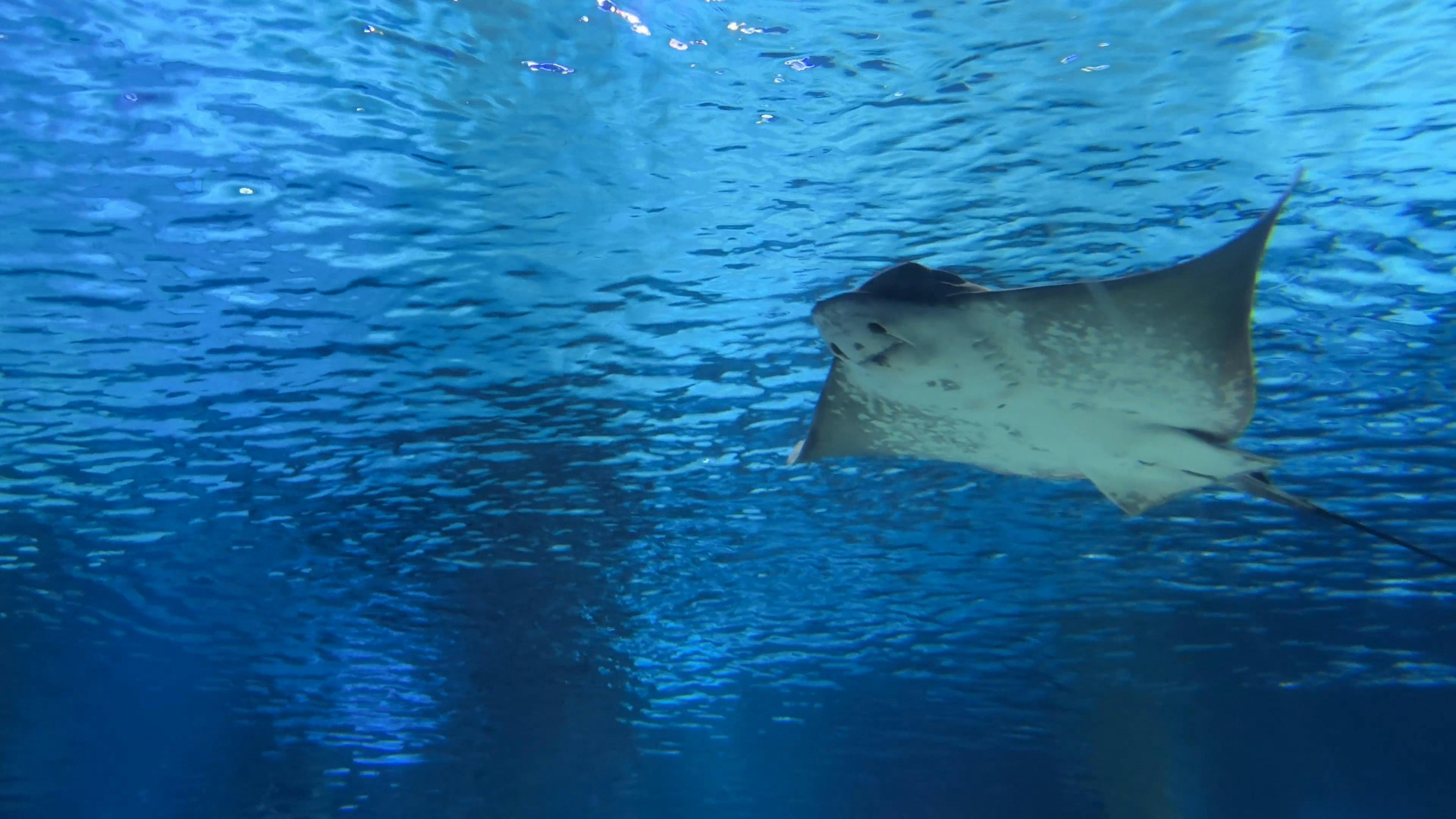 Vídeos de stock gratuitos sobre acuario, animal marino, bajo el agua ...