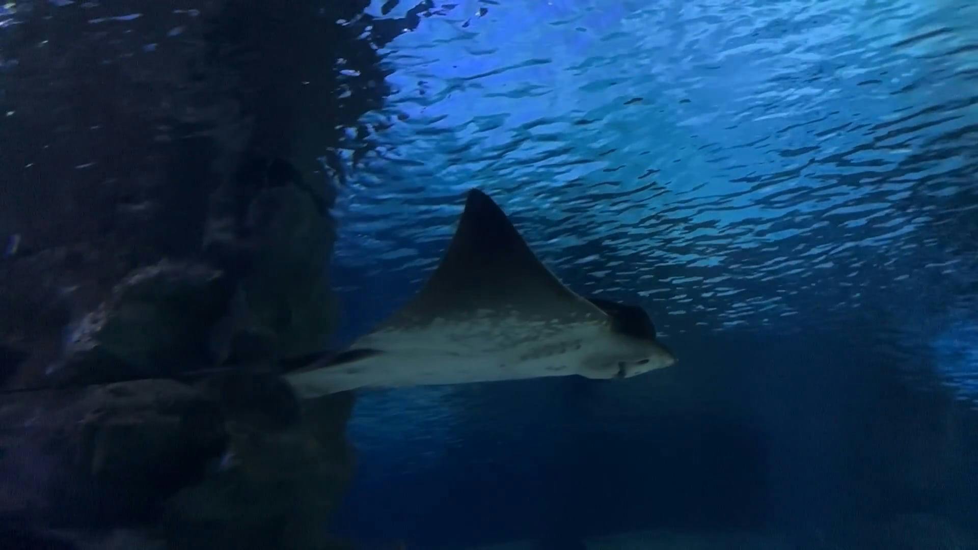 Evil Eye Puffer Fish in Aquarium Free Stock Video Footage, Royalty-Free ...