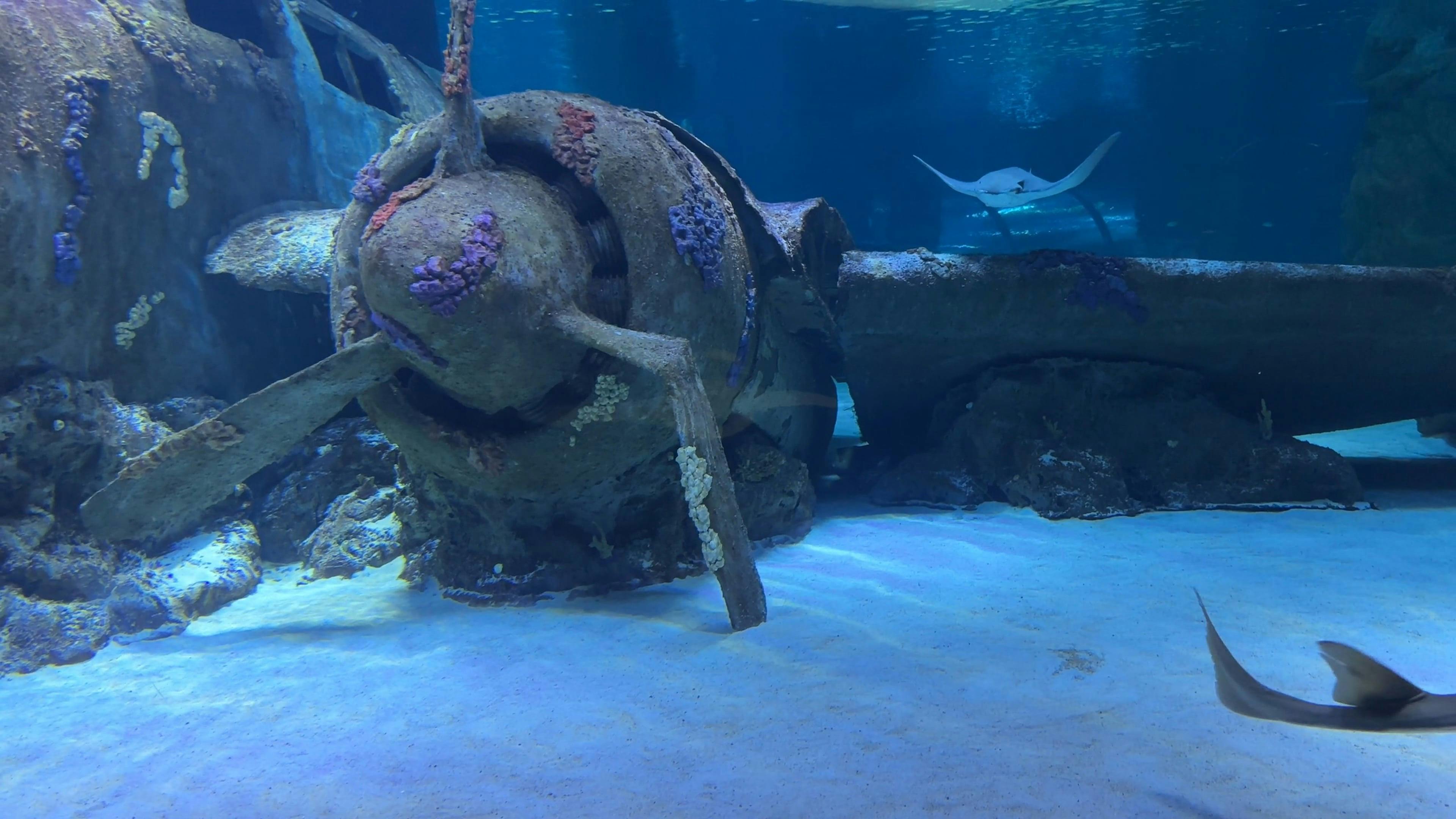 Underwater Footage Free Stock Video Footage, Royalty-Free 4K & HD Video ...