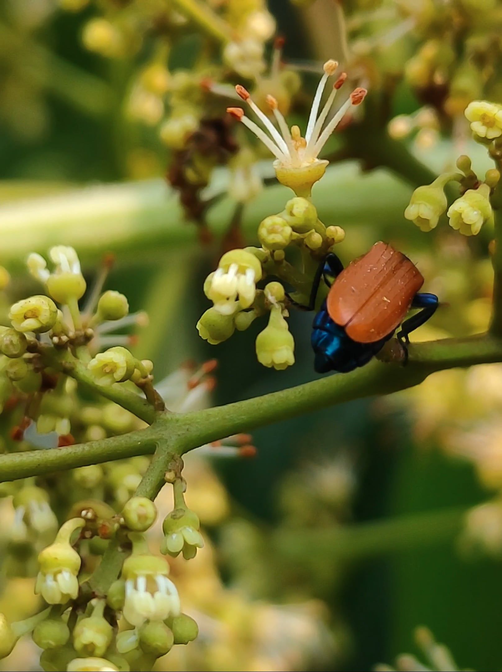 A bug on a flower with a green stem Free Stock Video Footage, Royalty ...