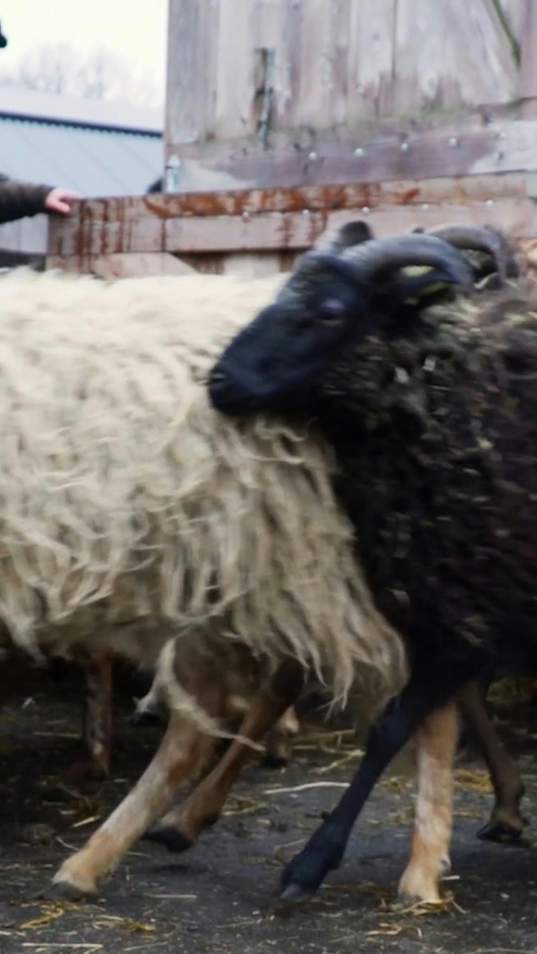 Woolly Goats Videos, Download The BEST Free 4k Stock Video Footage ...