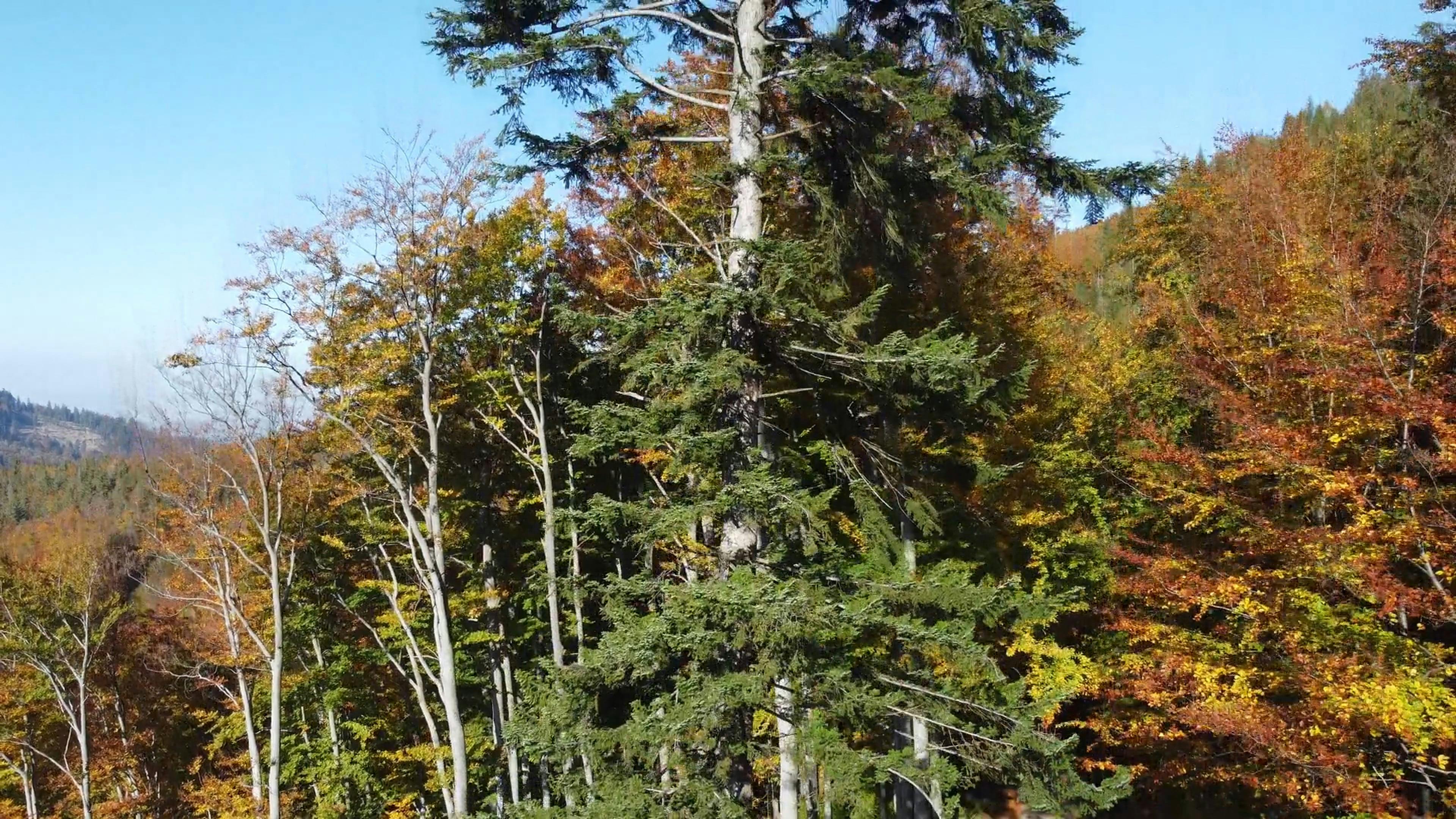 Forest background video Free Stock Video Footage, Royalty-Free 4K & HD ...