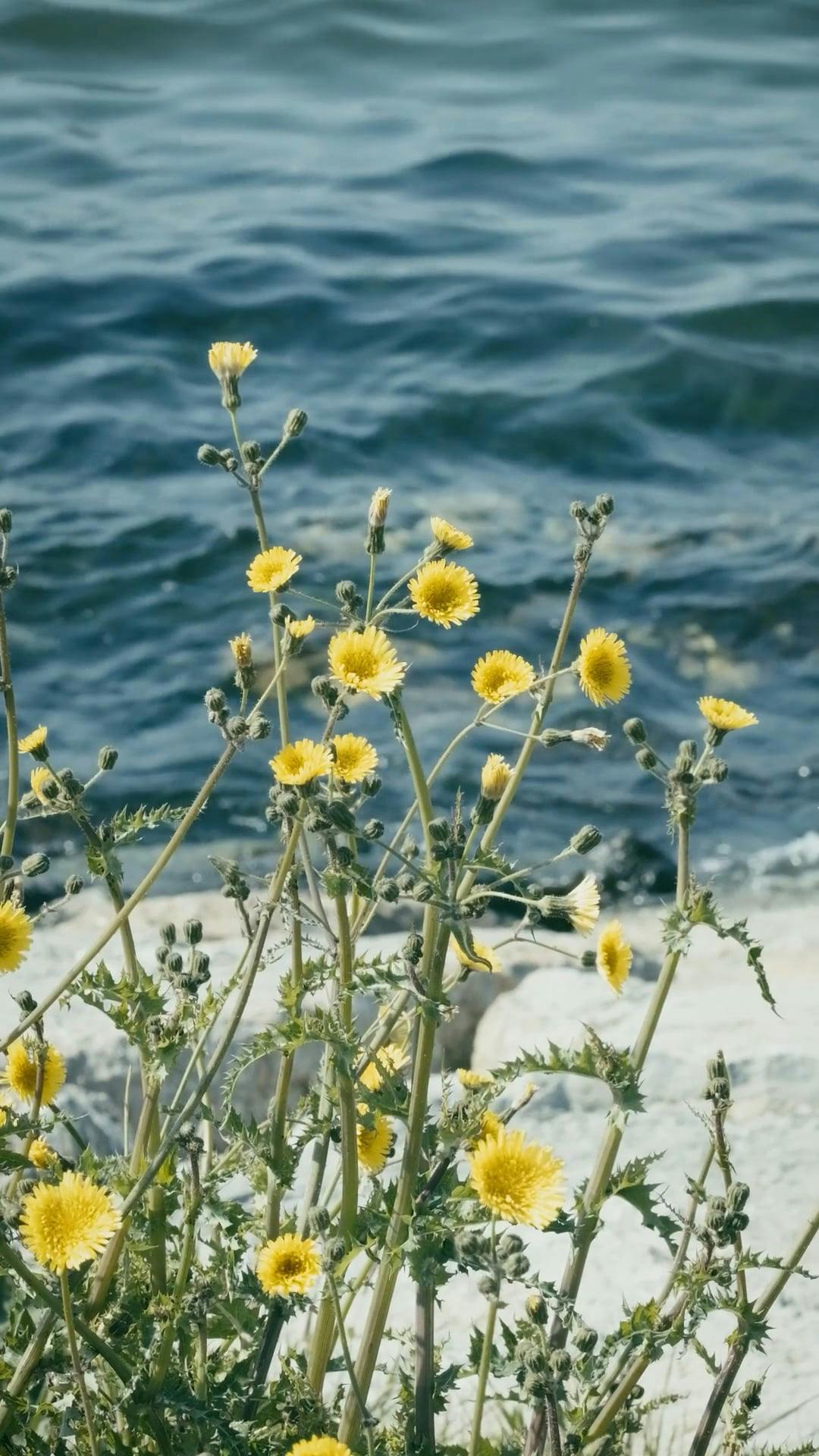 Flowers Motion Free Stock Video Footage, Royalty-Free 4K & HD Video Clip