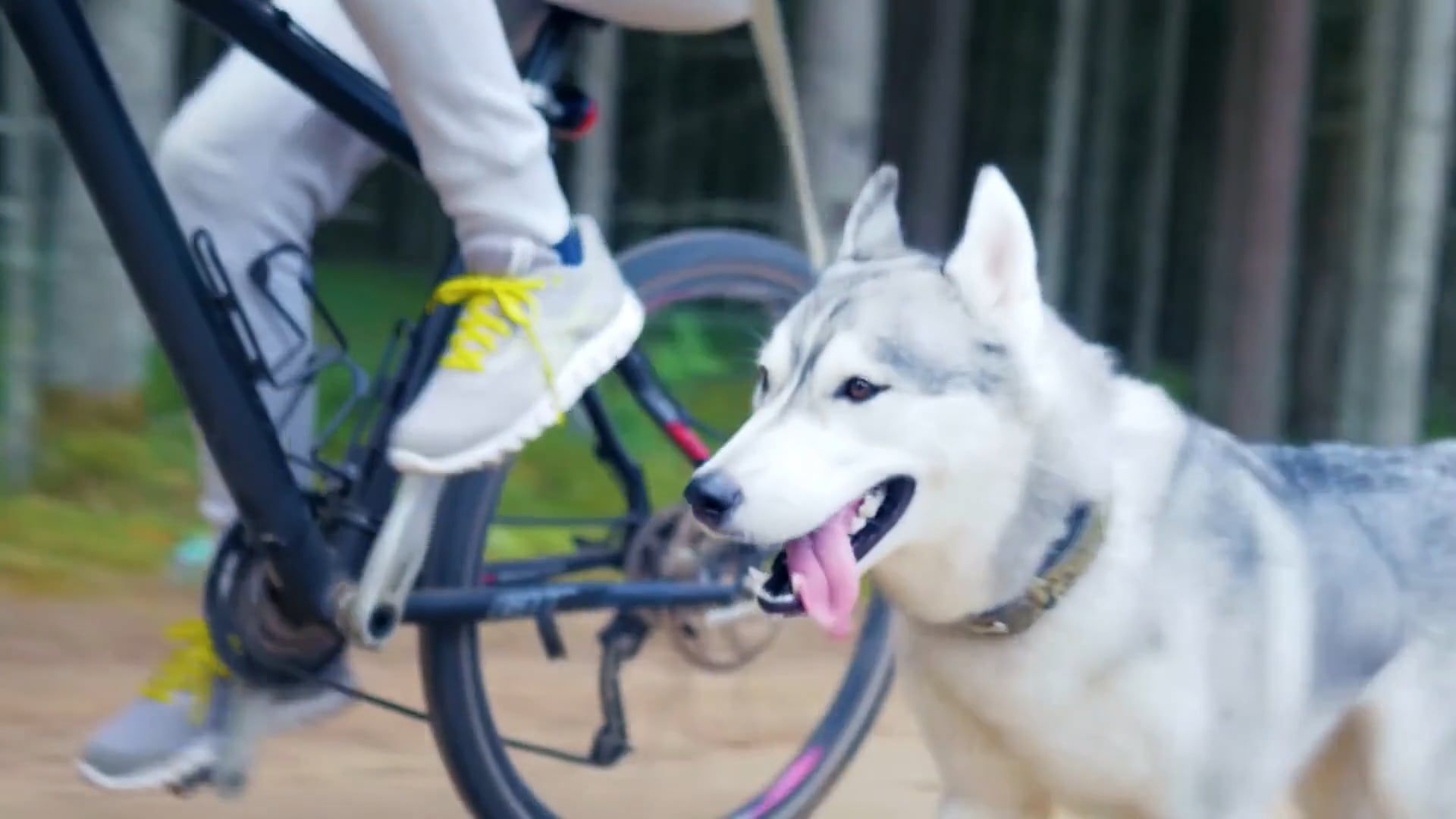 A husky dog is walking on a bike path with a person Free Stock Video ...