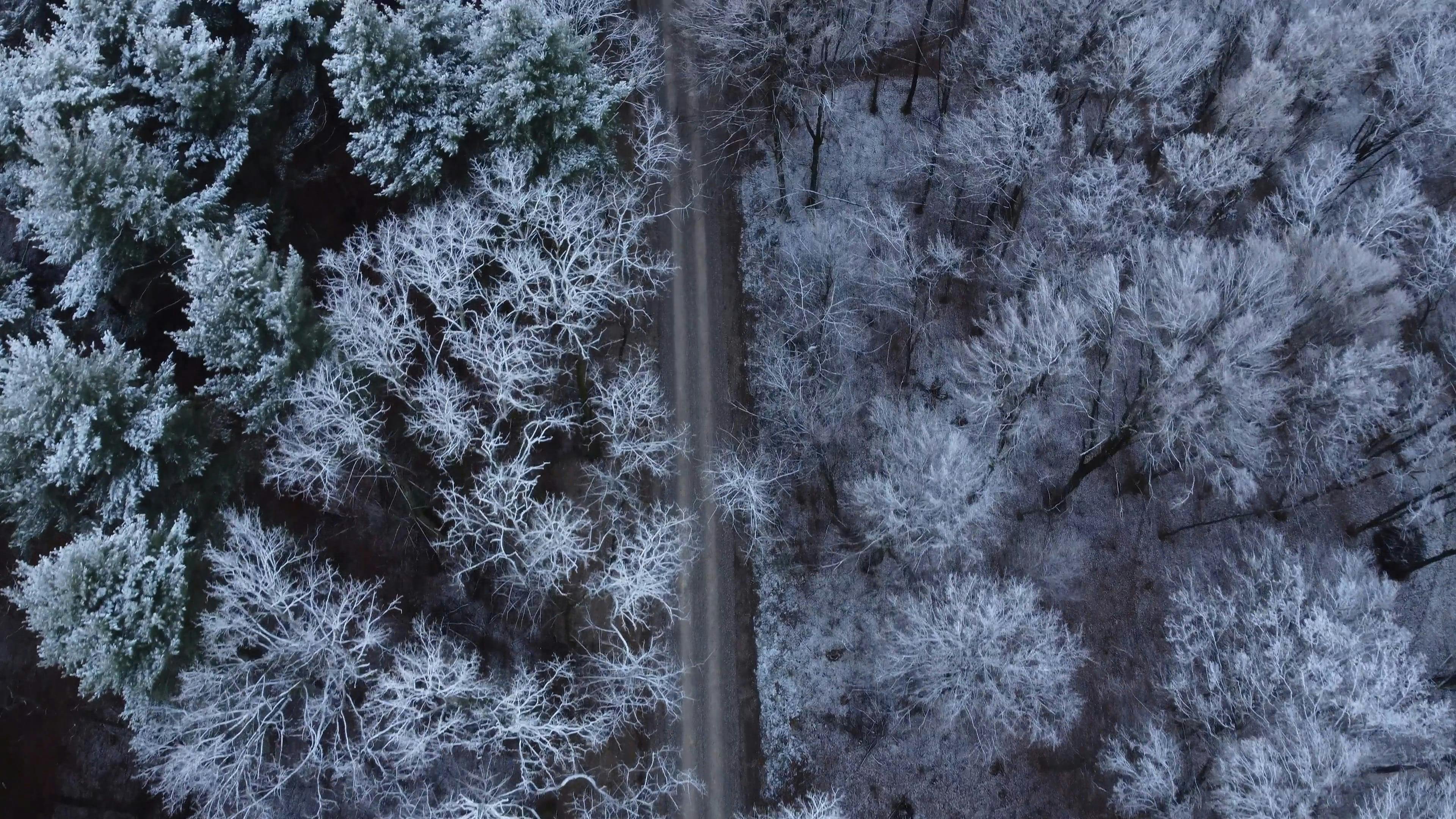 Drone Footage of Winter Landscape of Pine Trees Free Stock Video ...