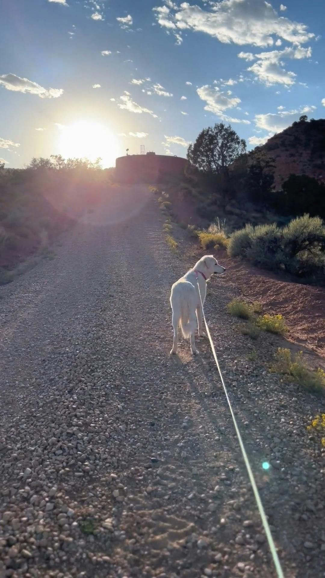 Photo of jessica, a labrador retriever in moab, utah Free Stock Video ...