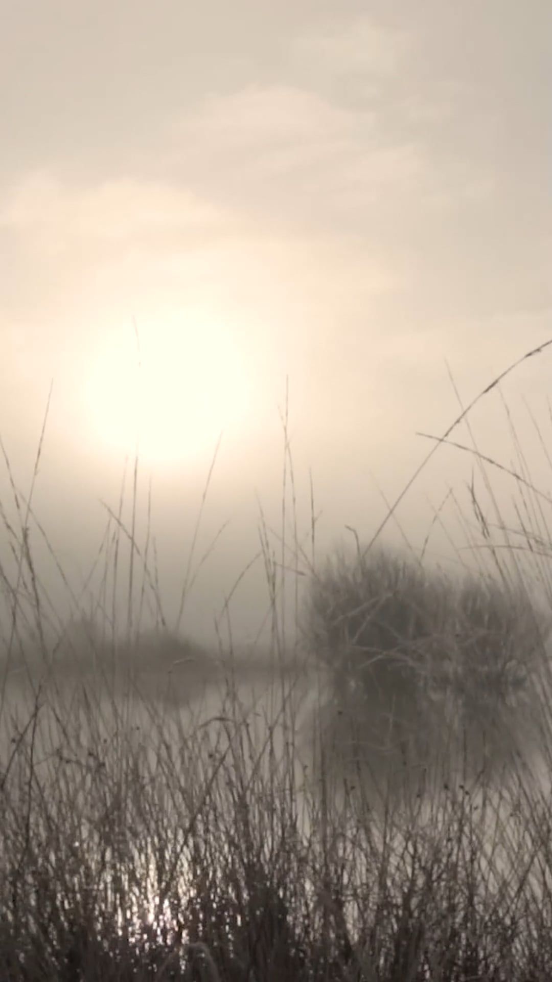 A foggy morning with a sun shining in the distance Free Stock Video ...