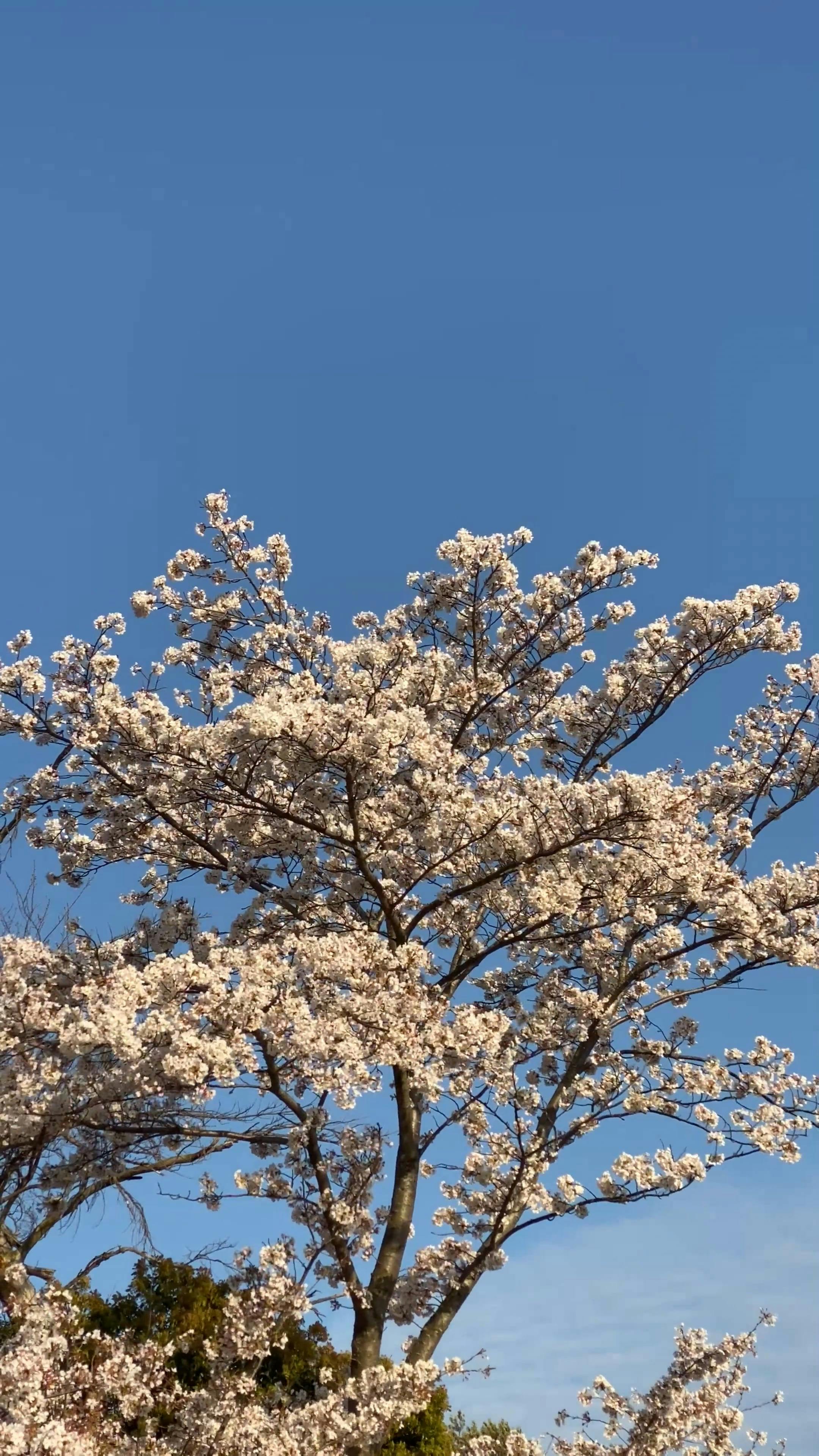 han nguyen - Photography